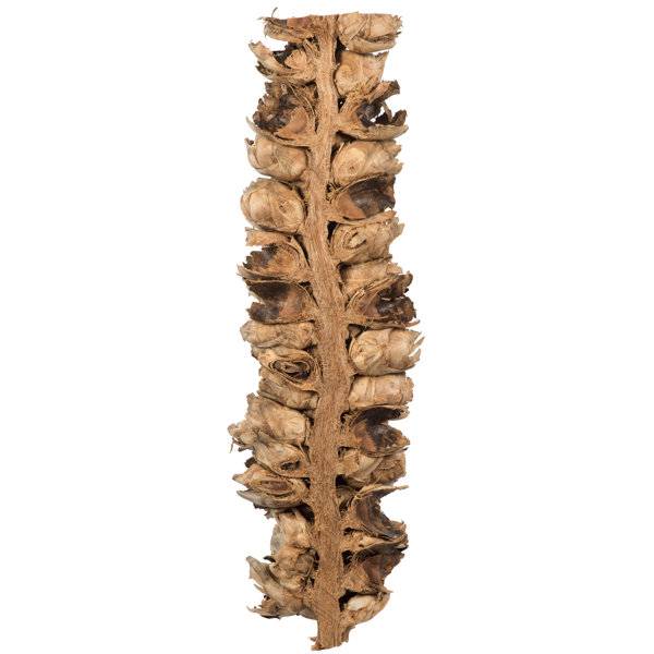 Primrue All Natural Giant Seed Pod Segment, Drie Natural Giant Seed Pod ...