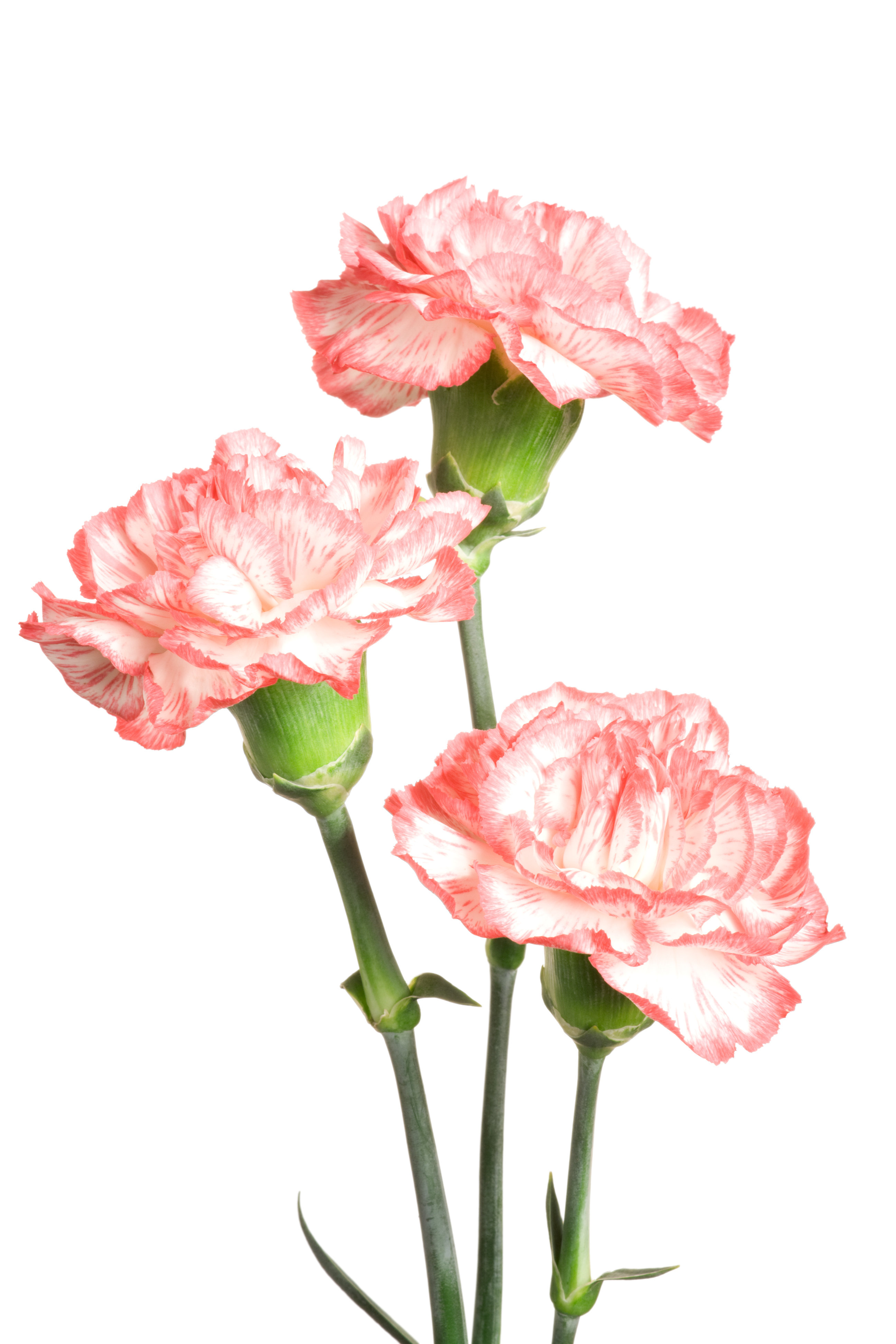 Latitude Run® Carnations. by Vidok | Wayfair