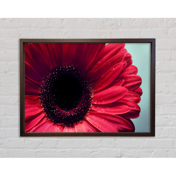 Bright Star Gerbera Flower Deep - Single Picture Frame Print on Canvas ...