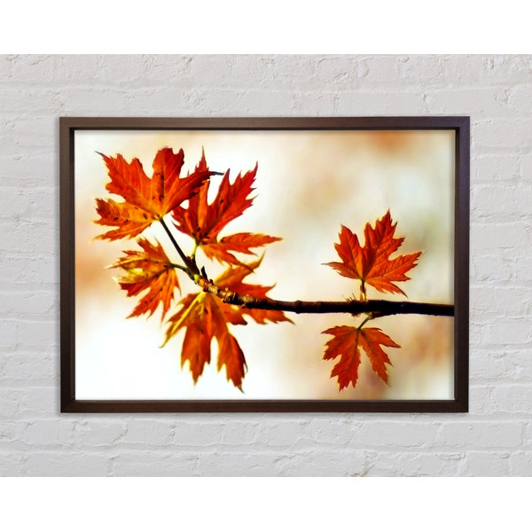 Bright Star See You In Spring - Single Picture Frame Print on Canvas ...