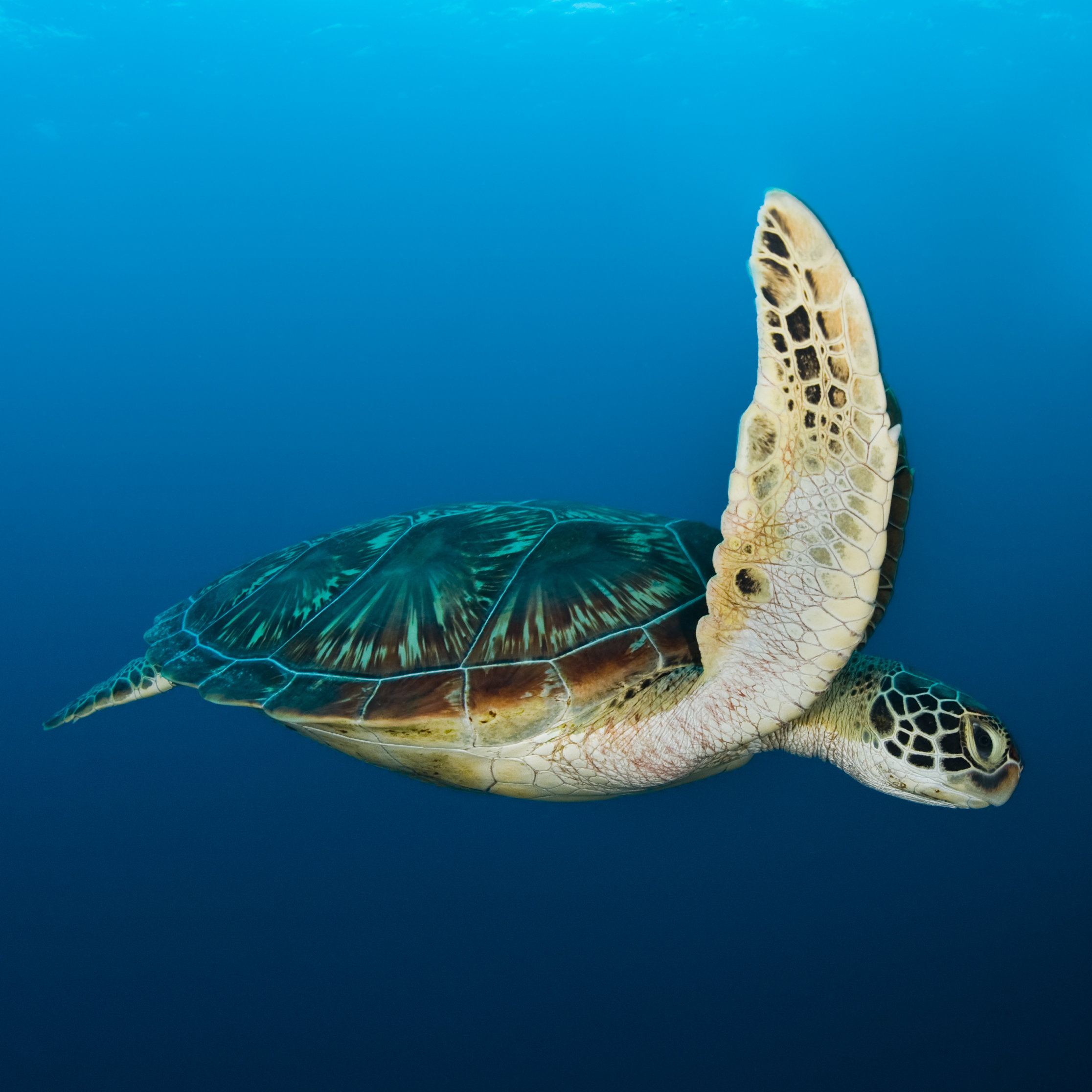 Breakwater Bay Sea Turtle by Extreme-Photographer | Wayfair