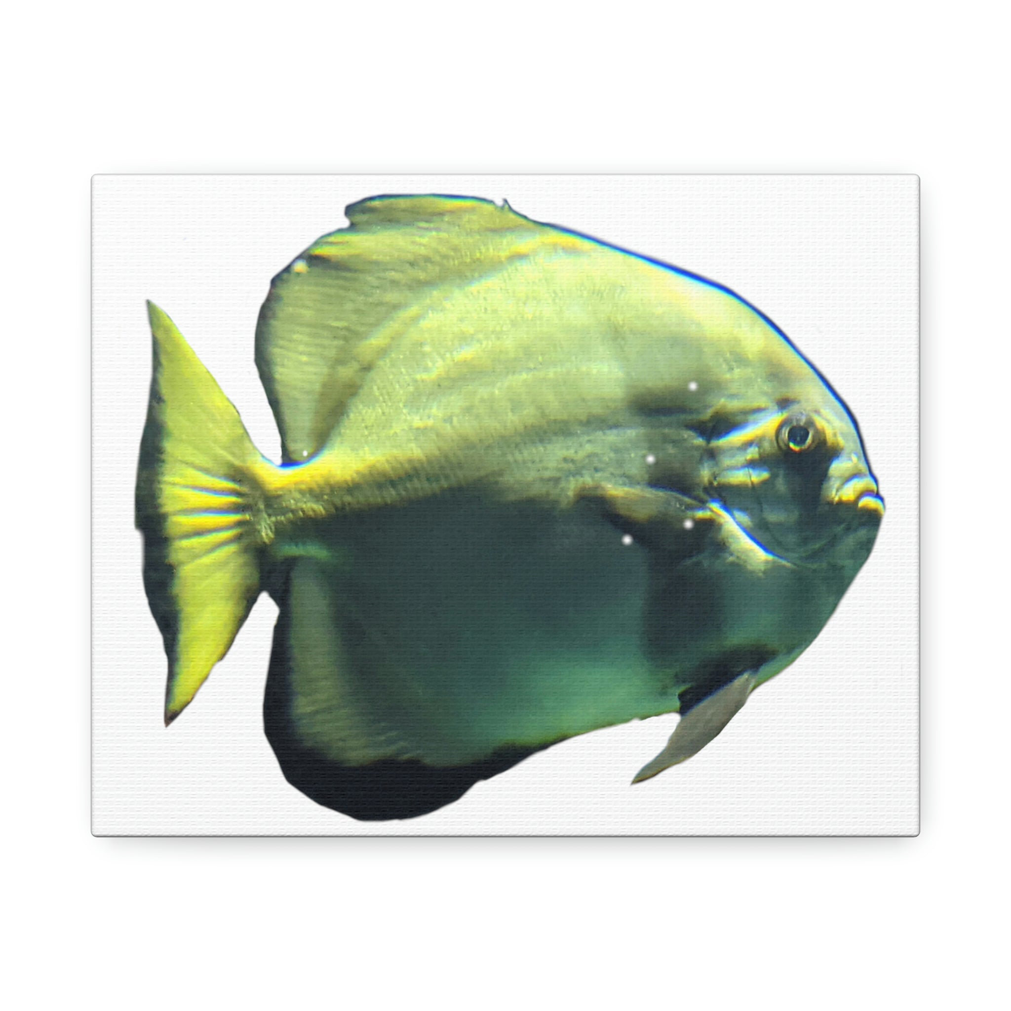 Dovecove Fish by Kelly Johnson - Wrapped Canvas Graphic Art | Wayfair