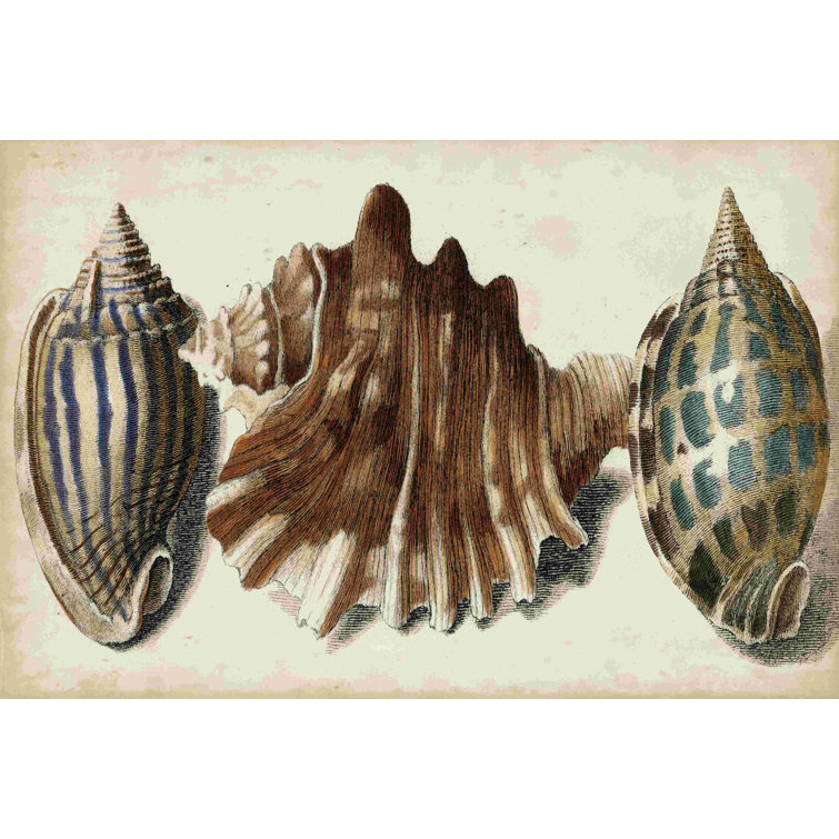 Rosecliff Heights Shell Trio II On Canvas by Vision Studio Painting ...