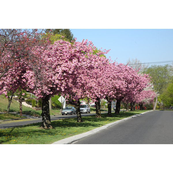Latitude Run Cherry Blossom Trees by Georgeolsson - No Frame Print on ...