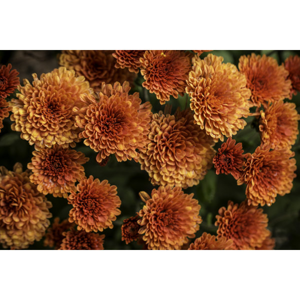 Ebern Designs Orange Fall Mums On Canvas by Scottpaquette Photograph ...