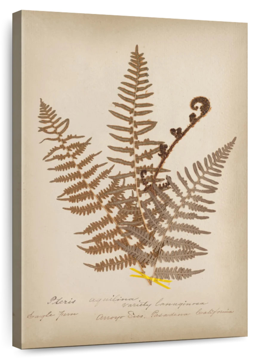 Lark Manor™ Harnek Ferns In Book | Wayfair