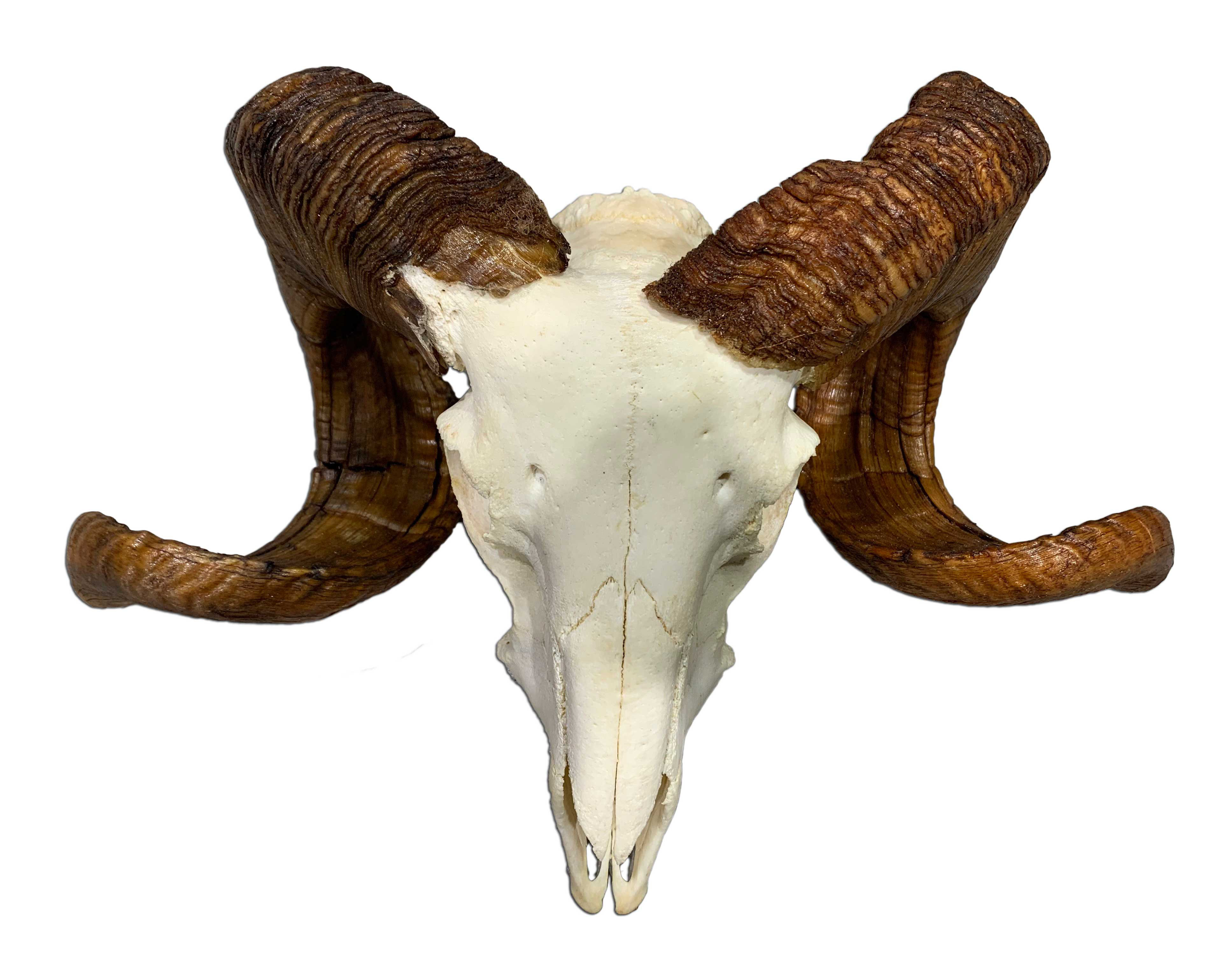 Foundry Select Trophy Size Real Ram Skull | Wayfair