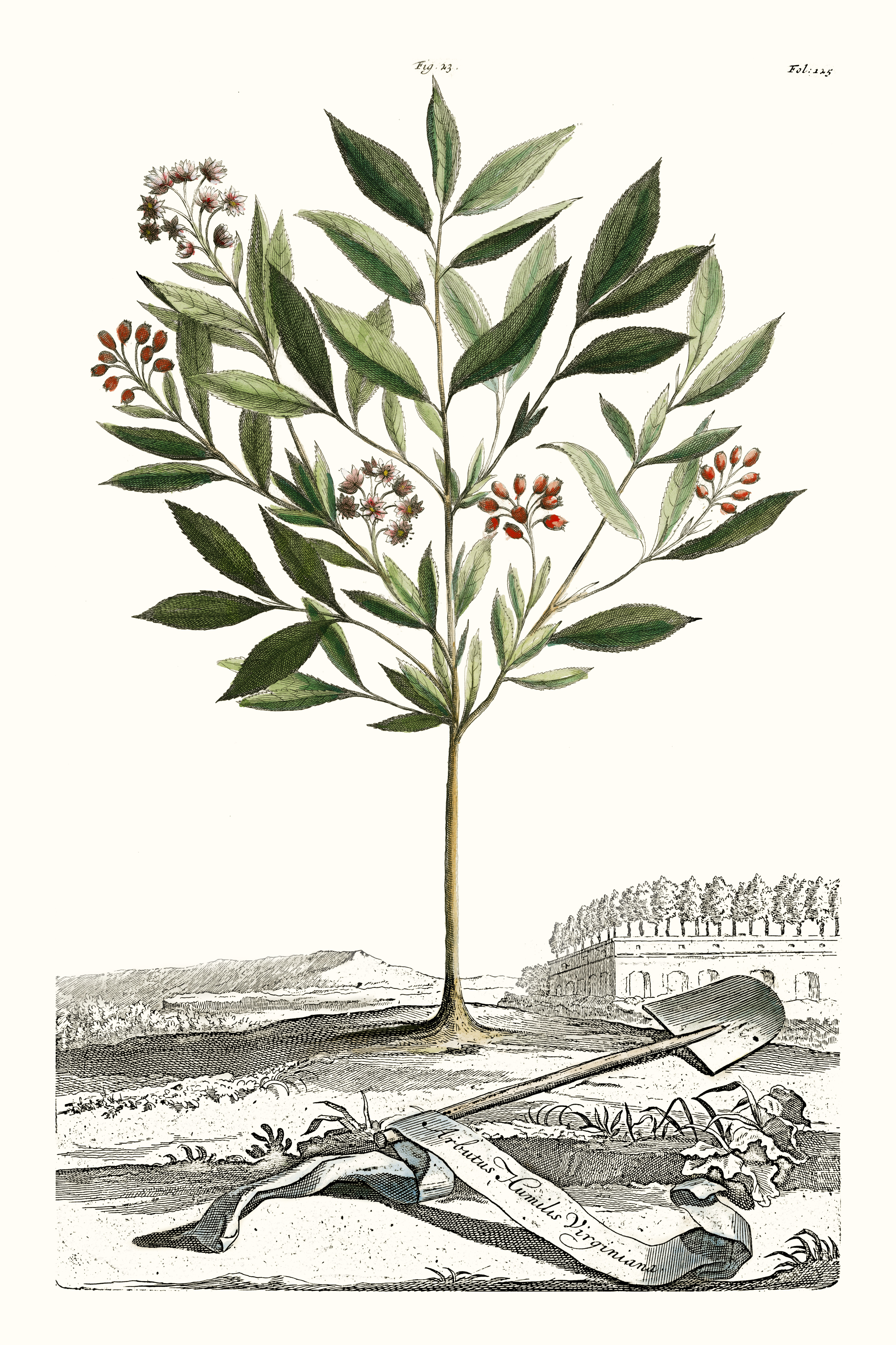 Rosalind Wheeler Munting Garden Varieties III by Abraham Munting ...