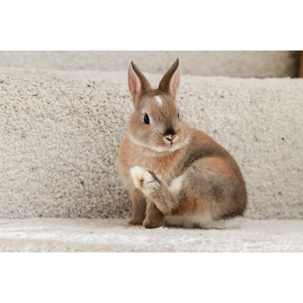 Brambly Cottage Netherland Dwarf Rabbit by Ottoyu - Wrapped Canvas ...
