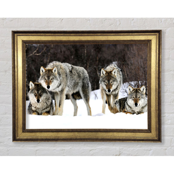 Bright Star Gray Wolves Norway - Single Picture Frame Print | Wayfair.co.uk