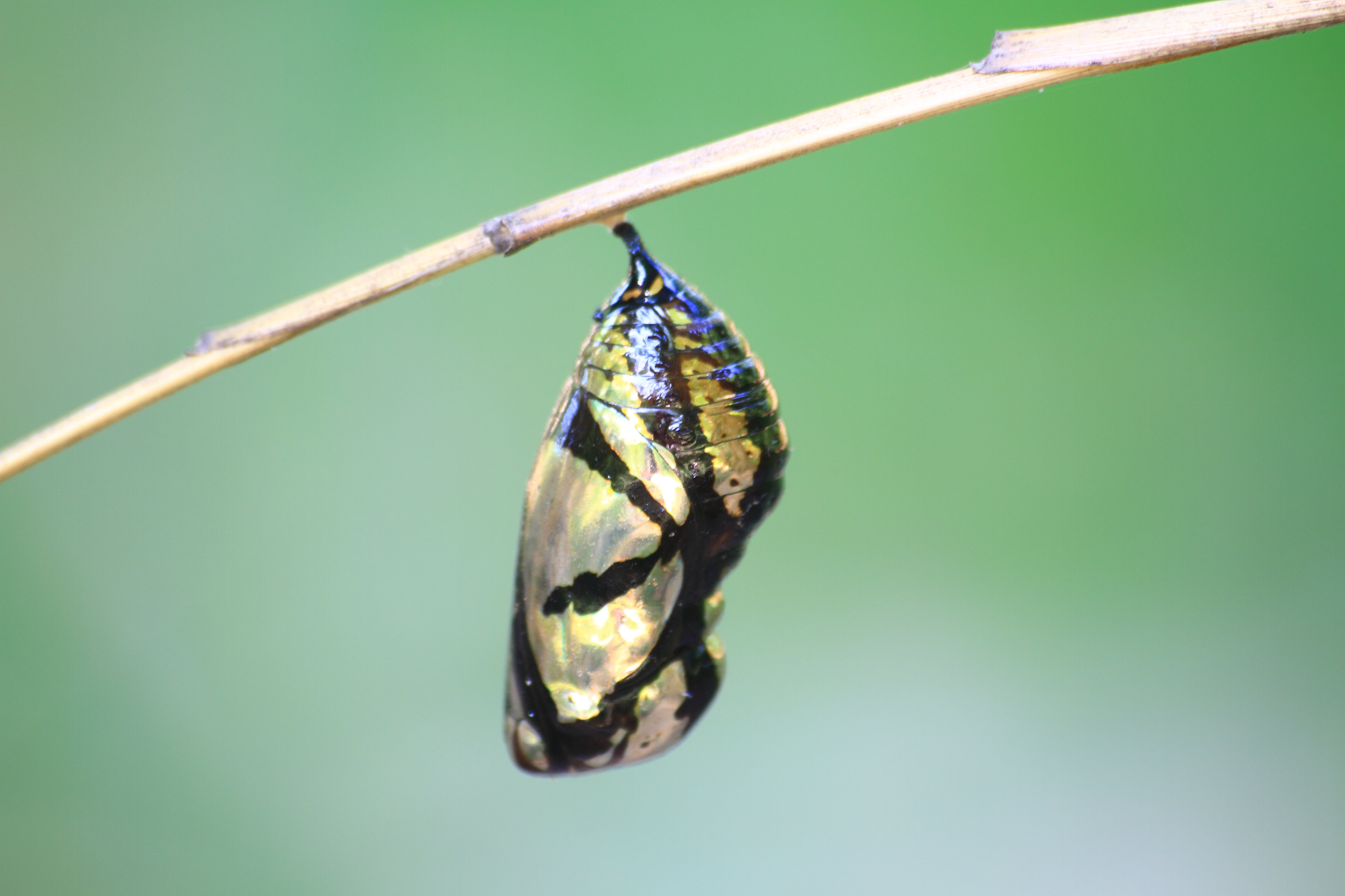Gracie Oaks Monarch Chrysalis Hanging On Branch On Canvas Photograph ...
