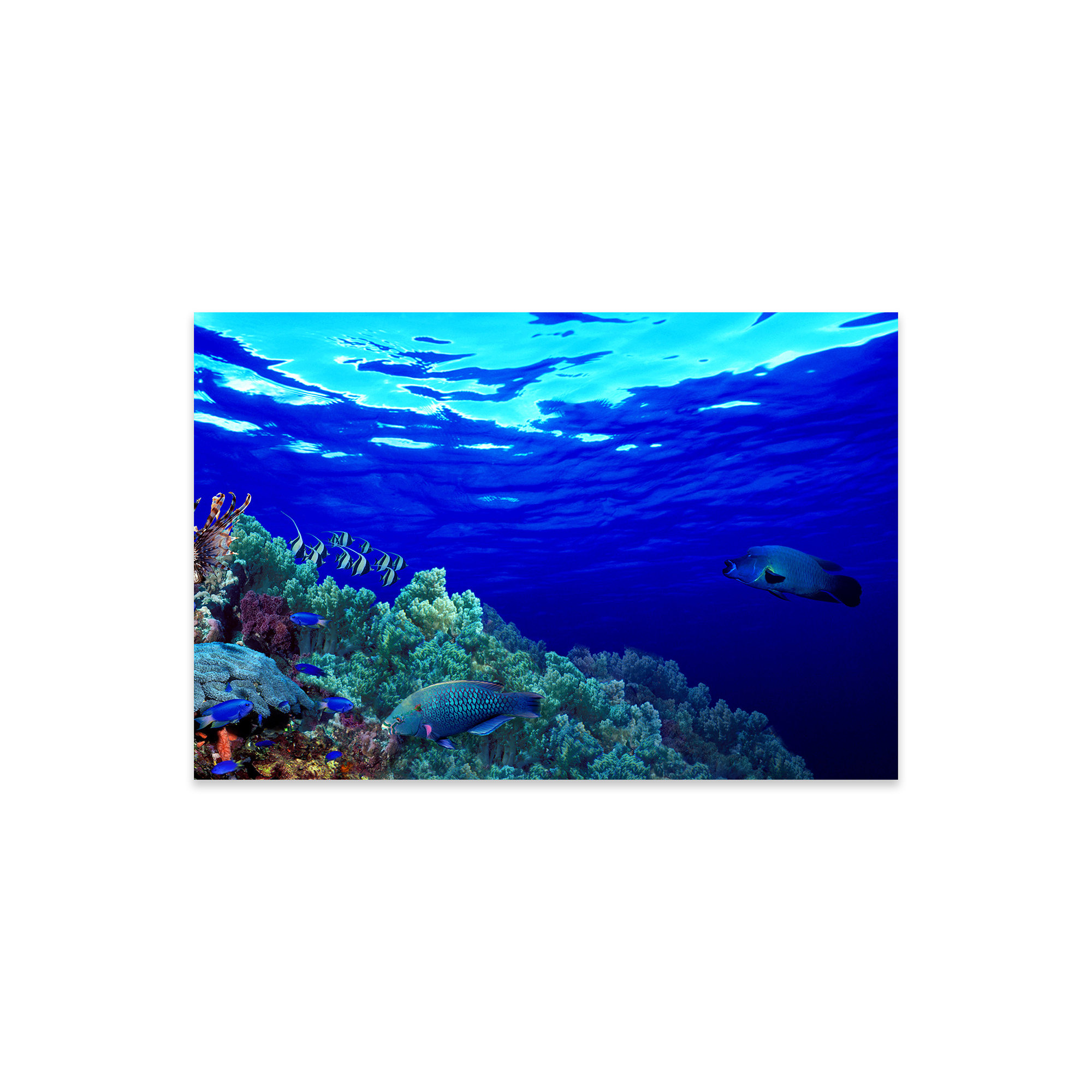 Highland Dunes Underwater View Of Longfin Bannerfish (Heniochus ...