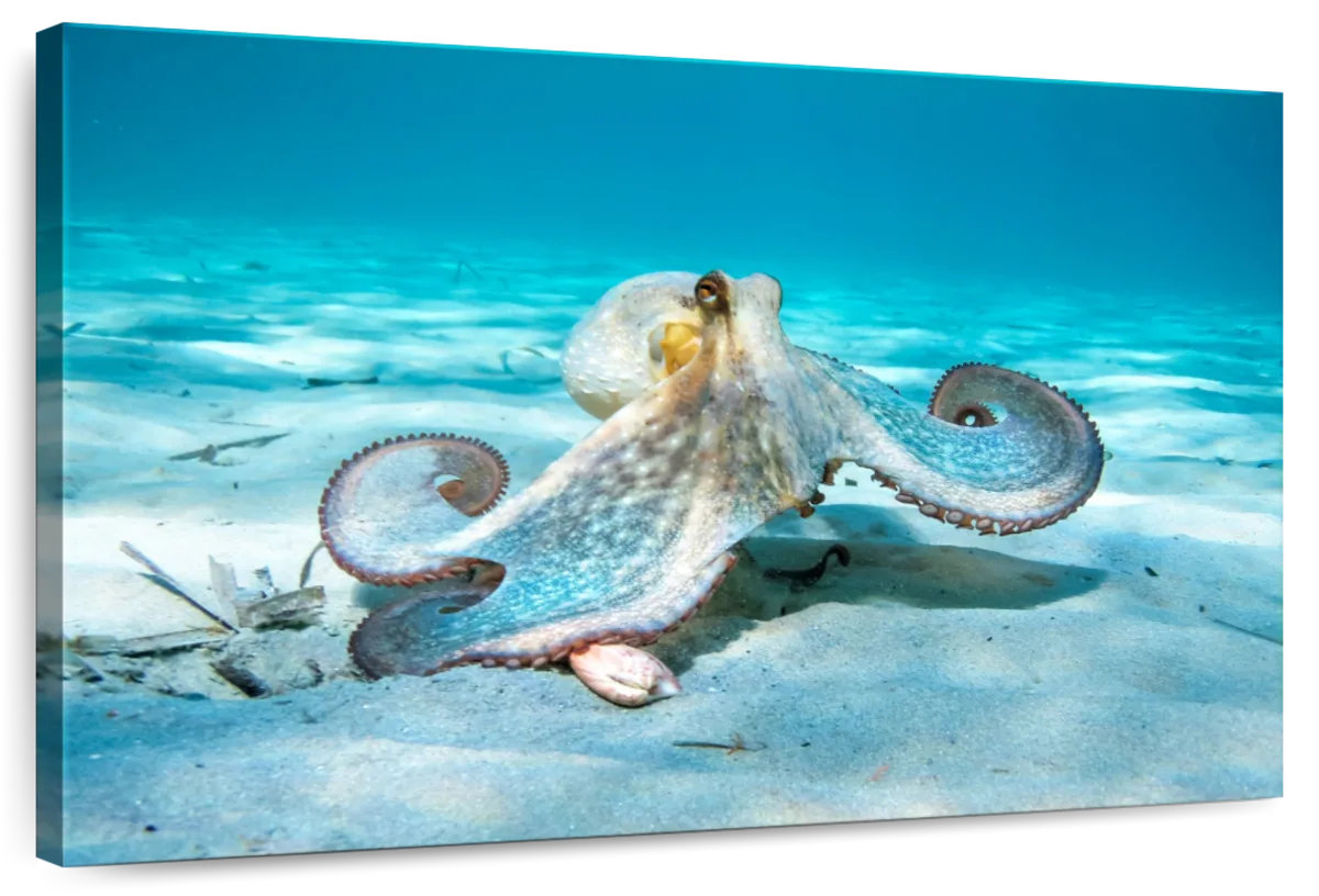 Ebern Designs Crowle Roaming Octopus | Wayfair