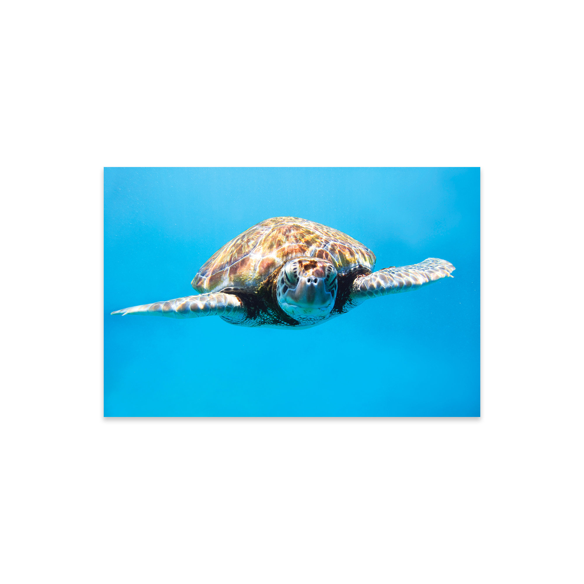 Bay Isle Home™ Sea Turtle II On Plastic/Acrylic by Matteo Colombo ...