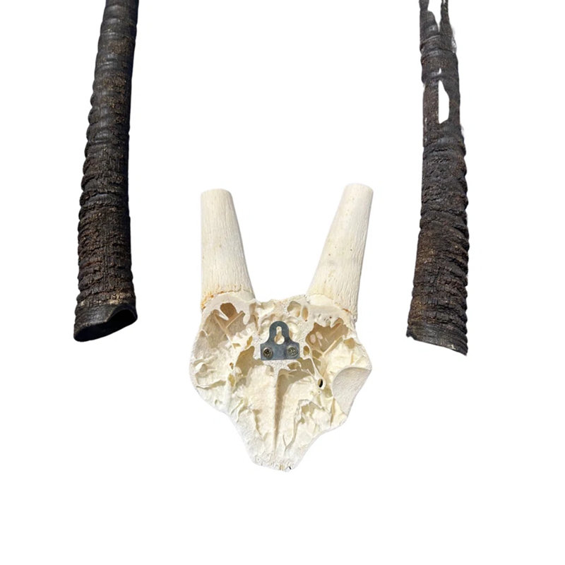 Foundry Select Real Oryx Antelope Skull (V-shape) | Wayfair