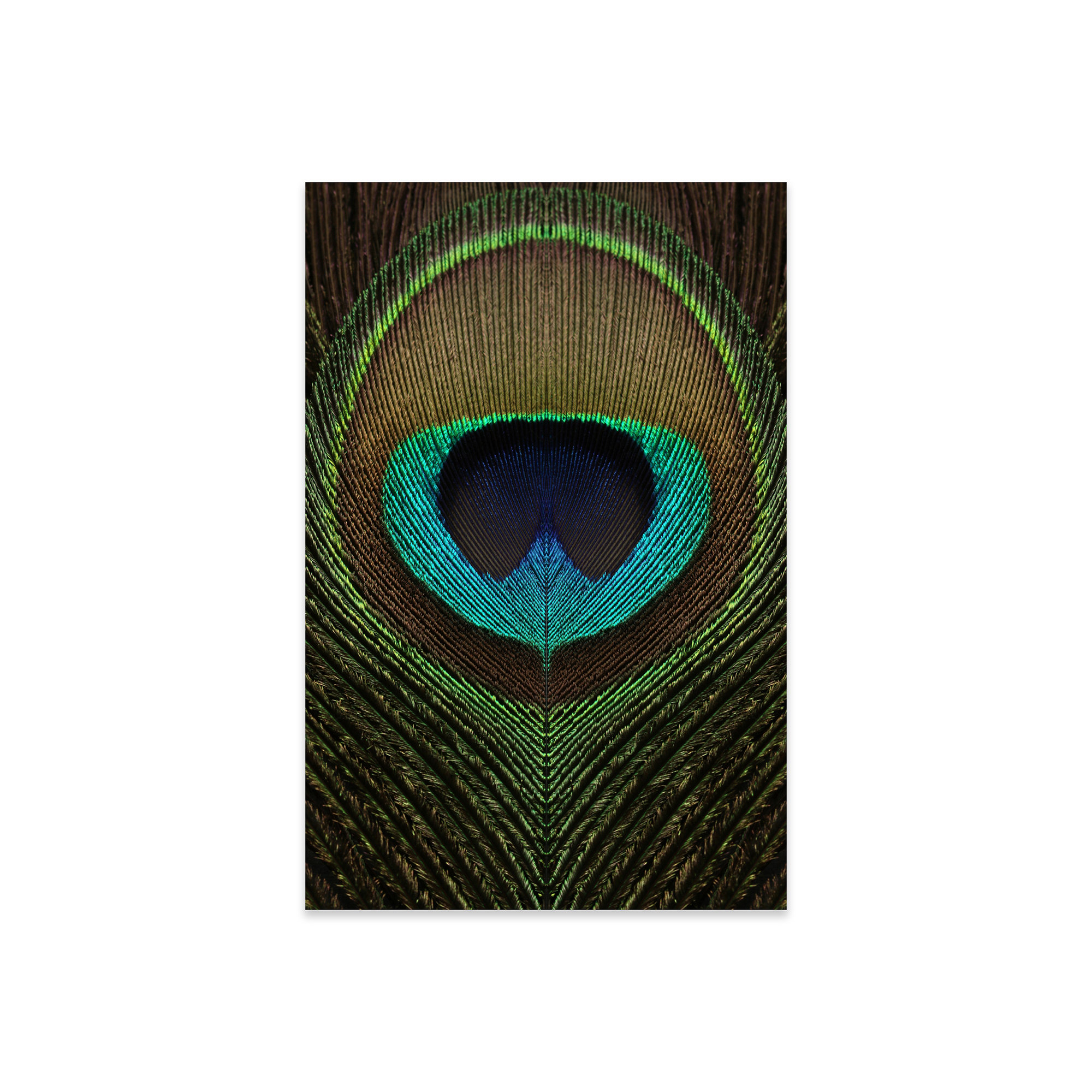 Bungalow Rose Will Peacock Feather Symmetry III On Plastic/Acrylic by ...