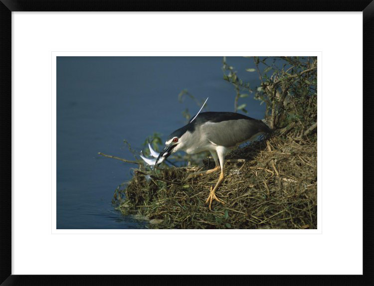 Global Gallery 'Black-Crowned Night Heron with Two Fish' Framed ...
