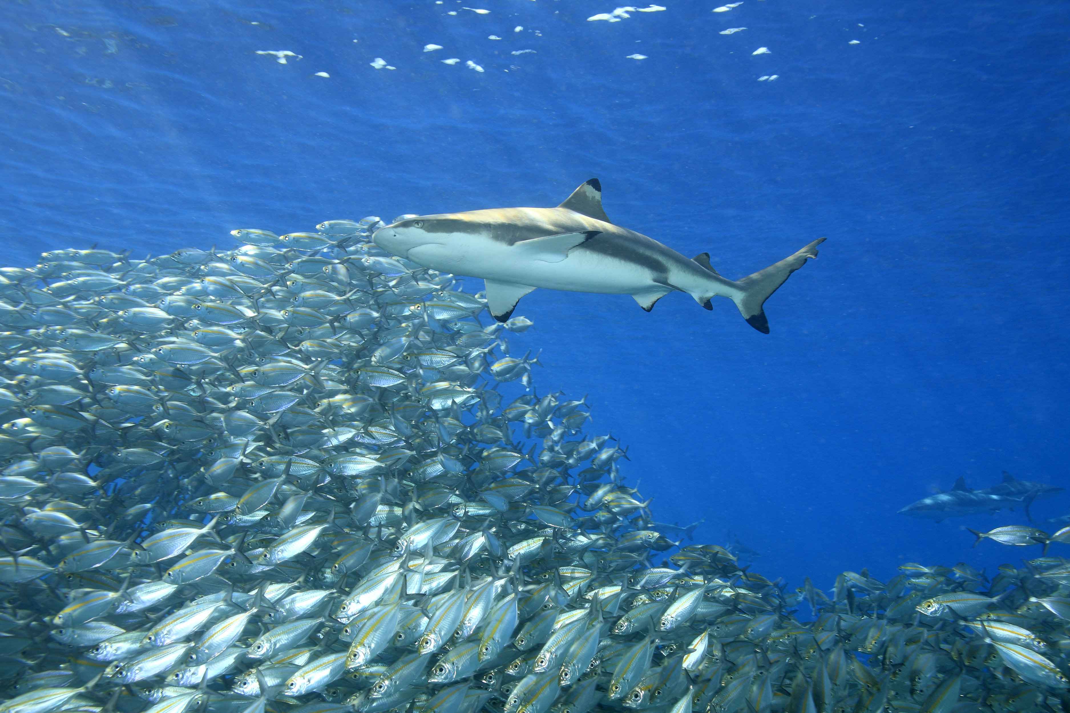 Highland Dunes Underwater Fish and Shark - Wrapped Canvas Photograph ...