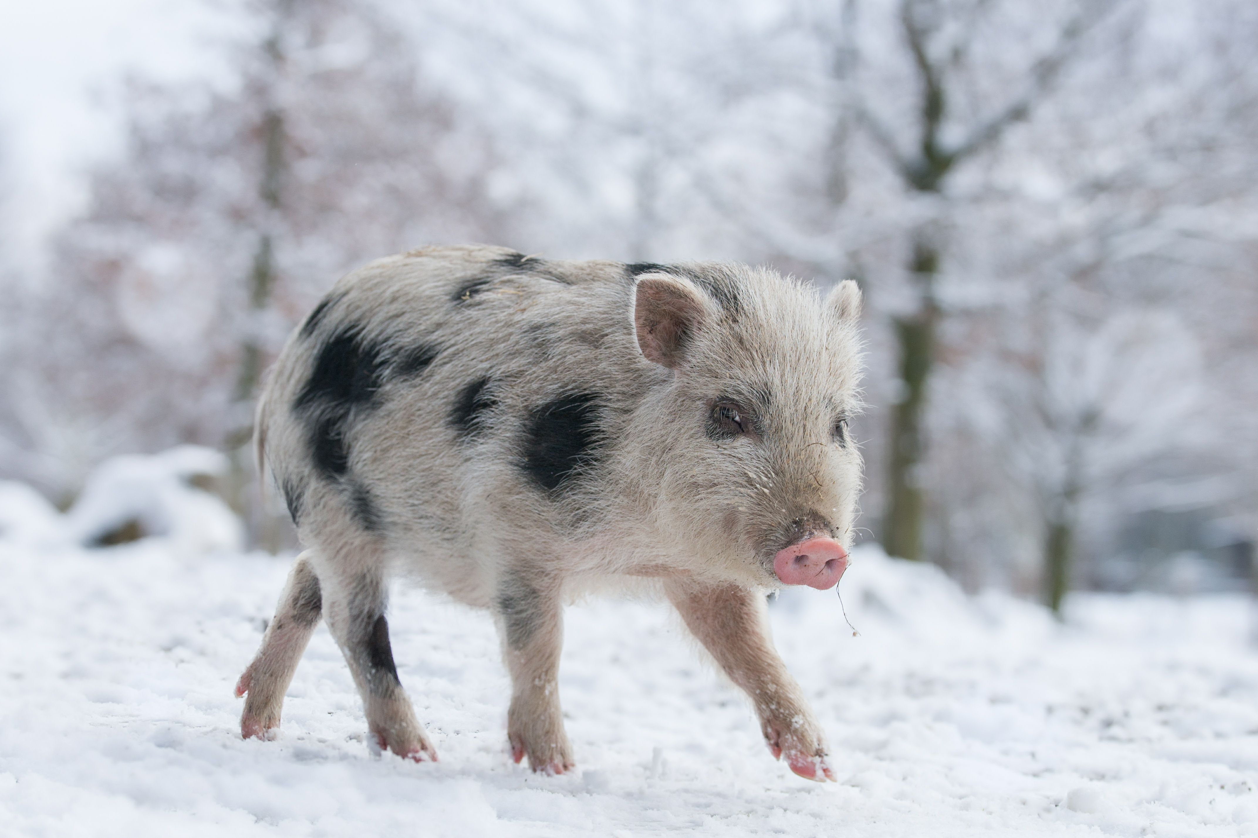 Gracie Oaks Piglet in Snowy Forest - Wrapped Canvas Photograph ...