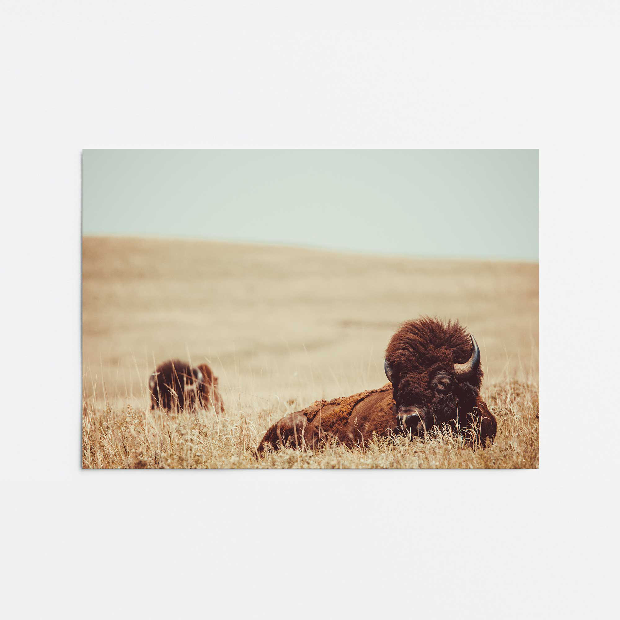 Gracie Oaks Prairie Giants Resting Print | Wayfair