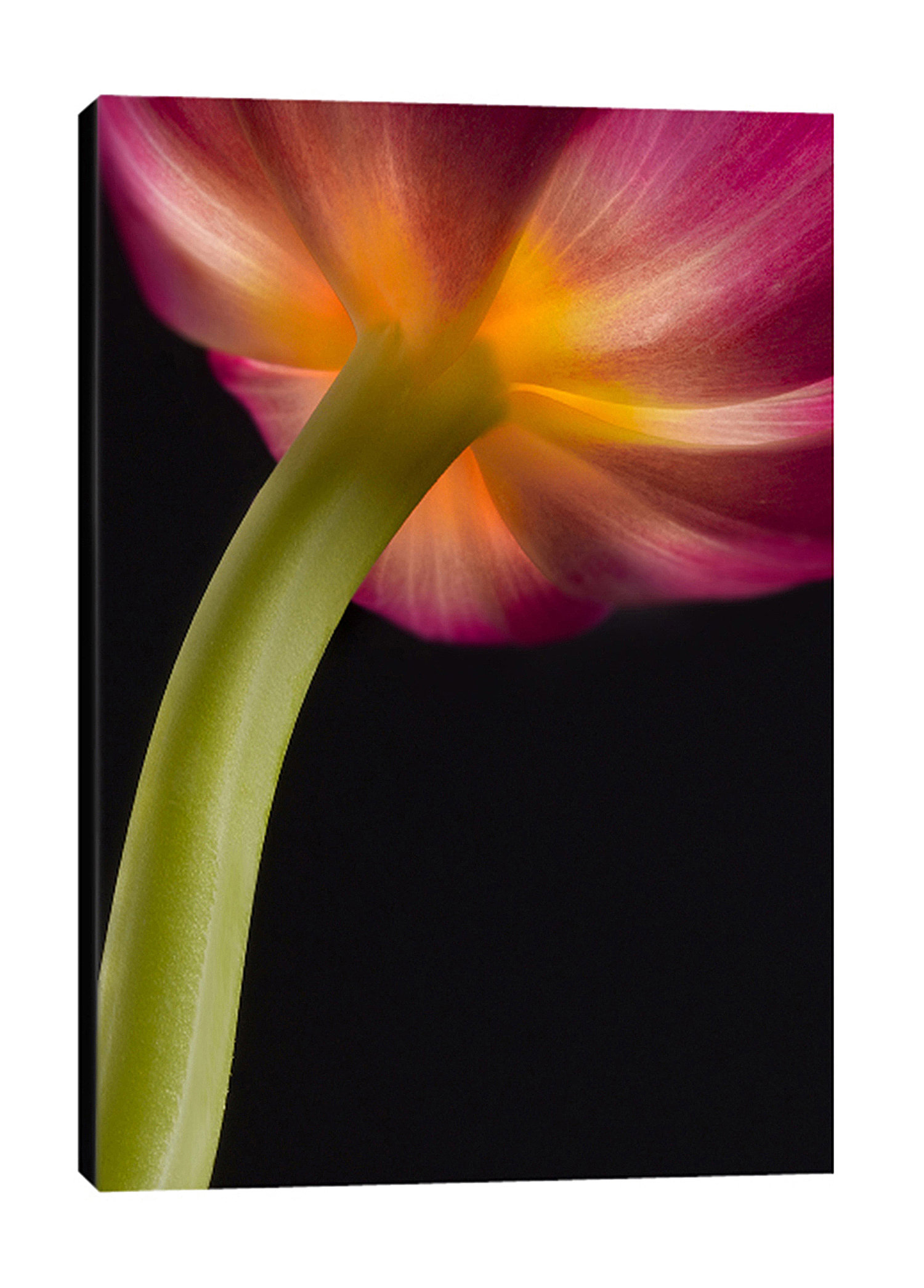 Jaxson Rea 'Glowing Tulip' by Barry Seidman Photographic Print on ...