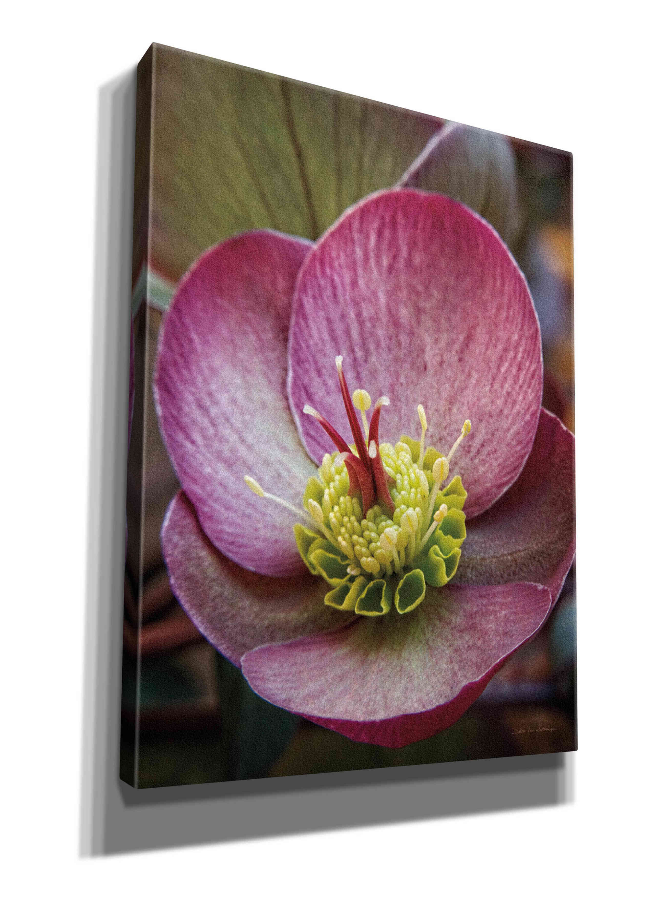 Latitude Run® 'Lenton Rose IV' By Debra Van Swearingen, Canvas Wall Art ...