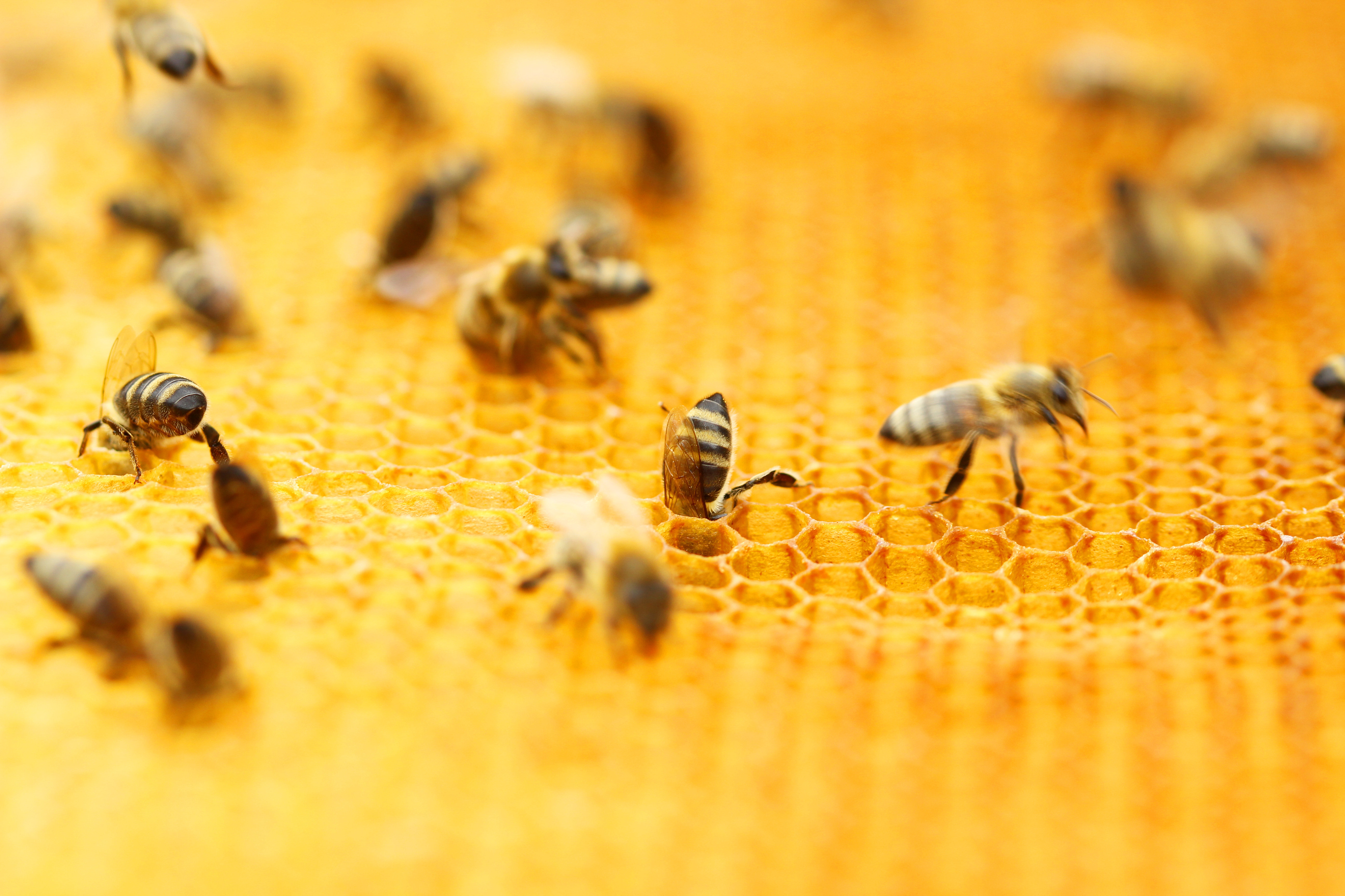 Ebern Designs Bees In Honeycomb - Wayfair Canada