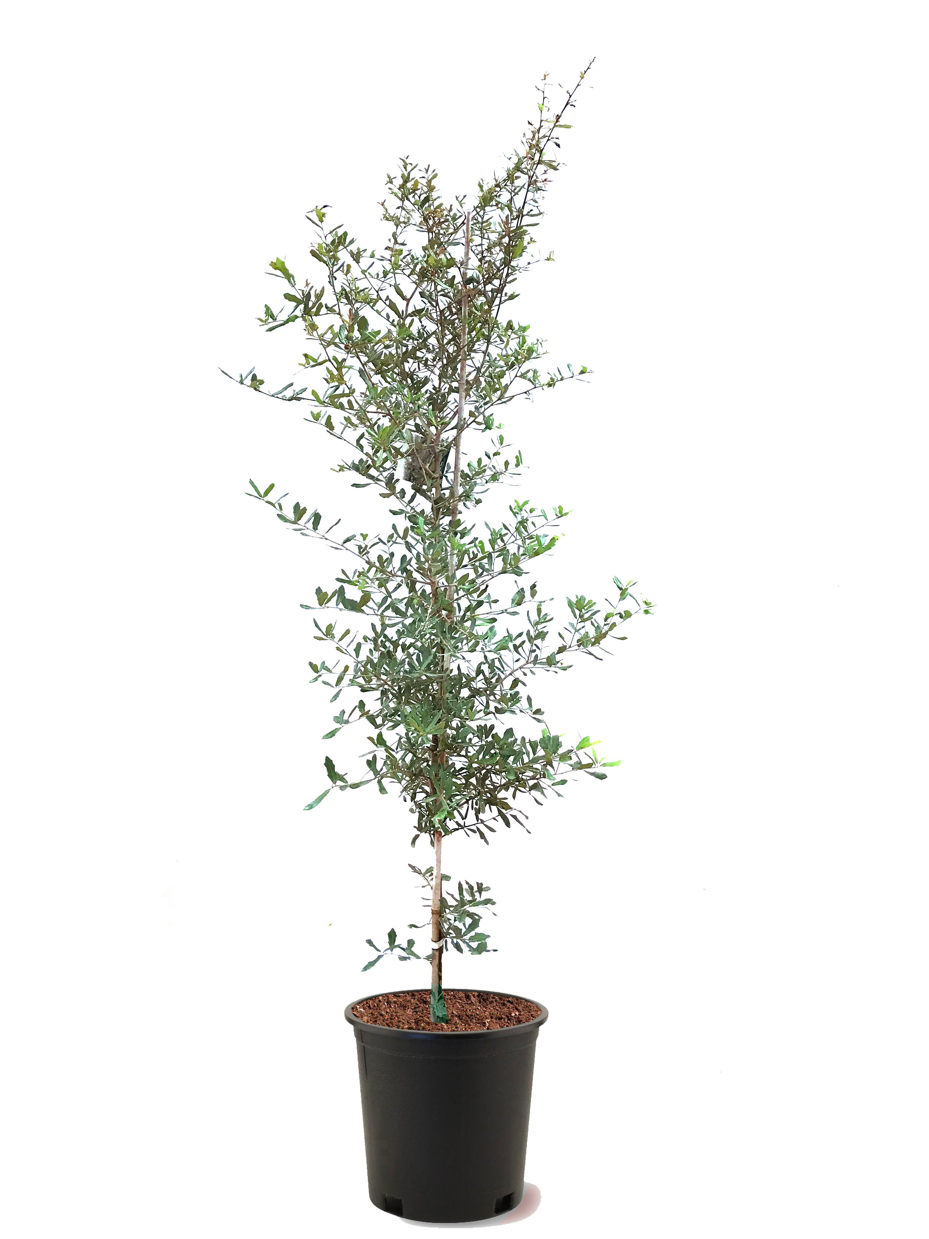 American Plant Exchange Shade Trees Live Live Oak Outdoor Landscape ...