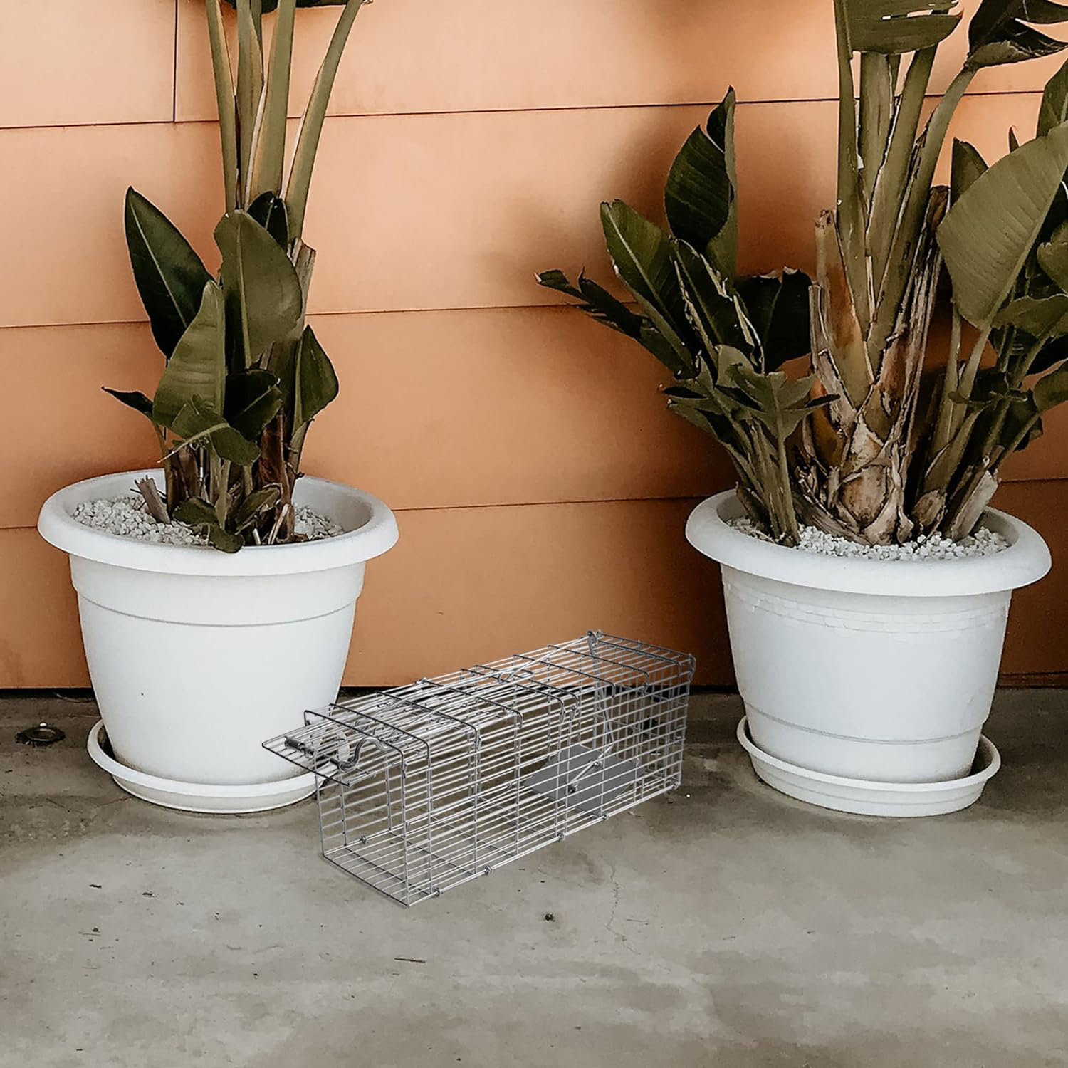 Tucker Murphy Pet™ Small Rat Trap Mouse Traps Humane Live Animal Trap ...