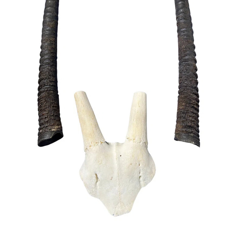 Foundry Select Real Oryx Antelope Skull (V-shape) | Wayfair