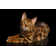 Ebern Designs Malcomb Bengal Cat On Canvas by Seregraff Photograph ...