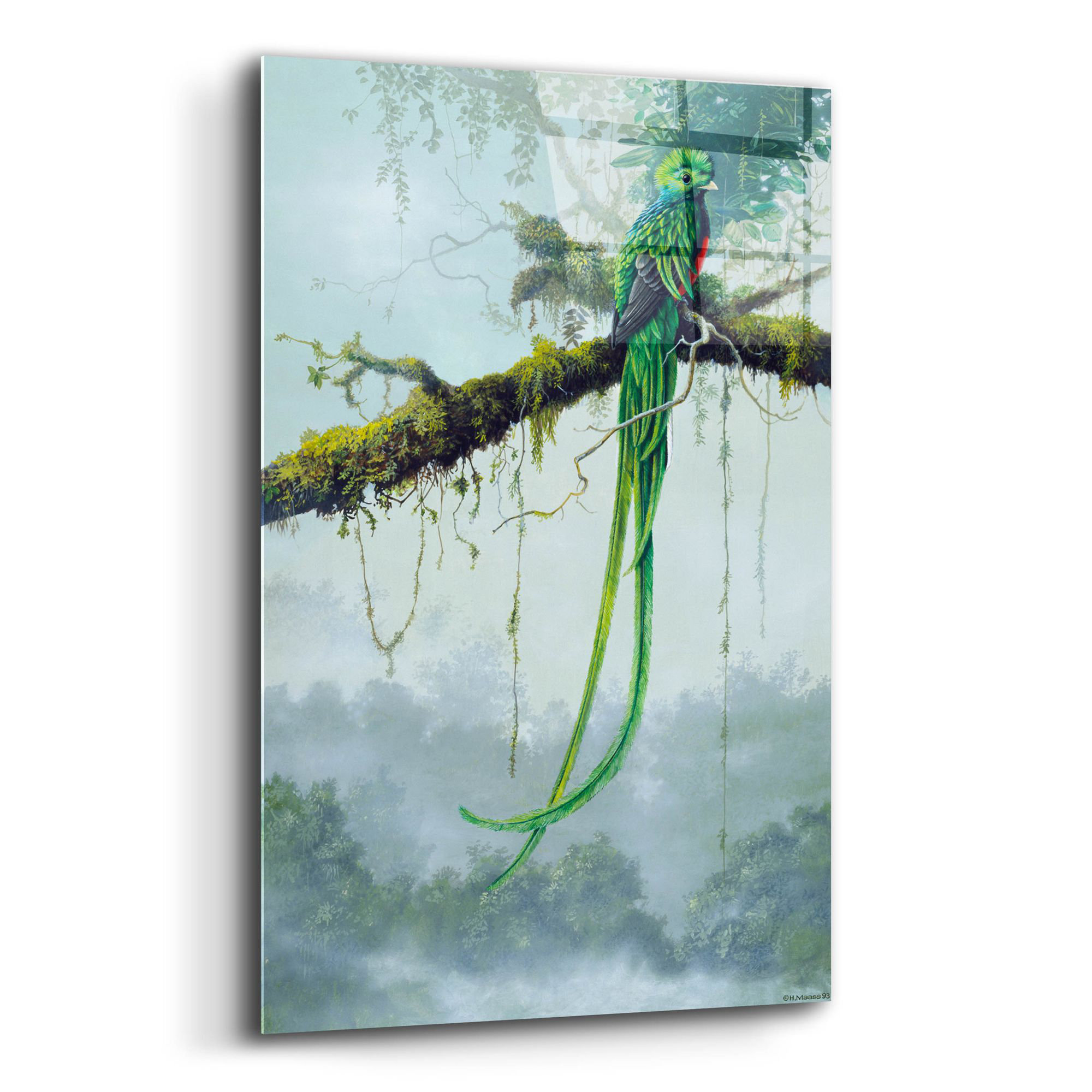 Bay Isle Home " Resplendent Quetzal " by Harro Maass on Plastic ...