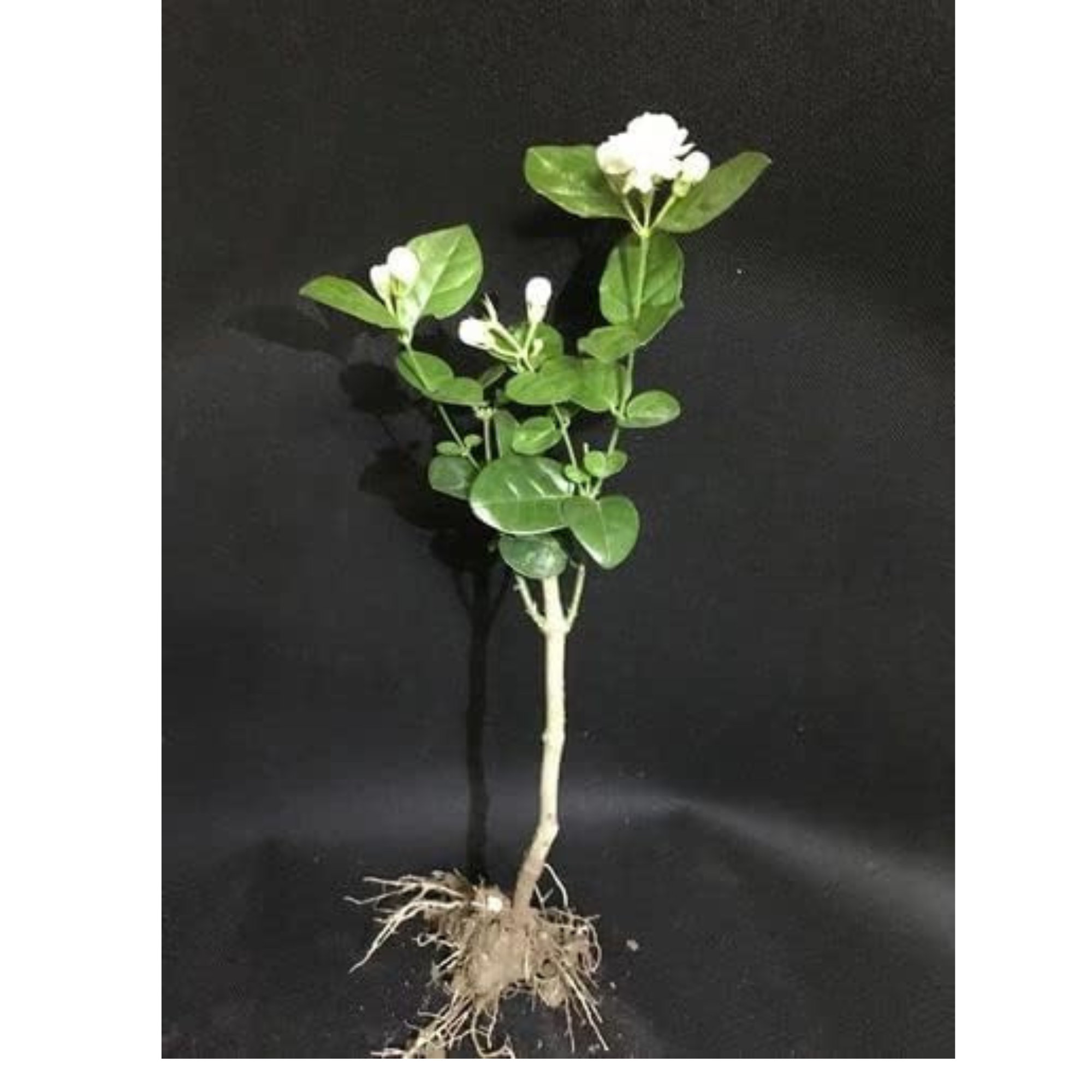 RINOLO live plant flowering plants tall white flower air yellow starter ...