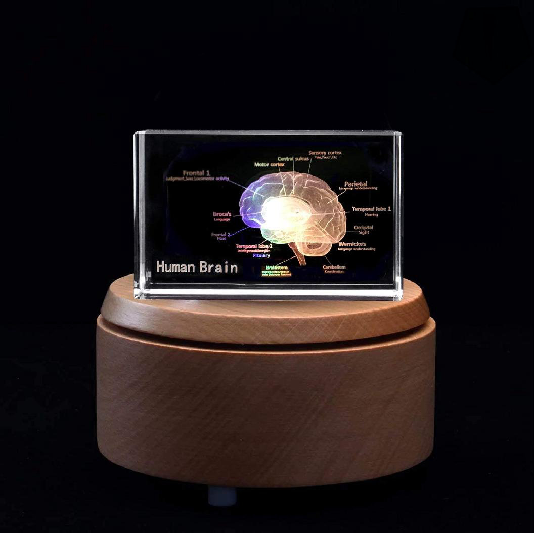 Orren Ellis Geidy 3D Human Brain with Labels Anatomical Model Paper ...