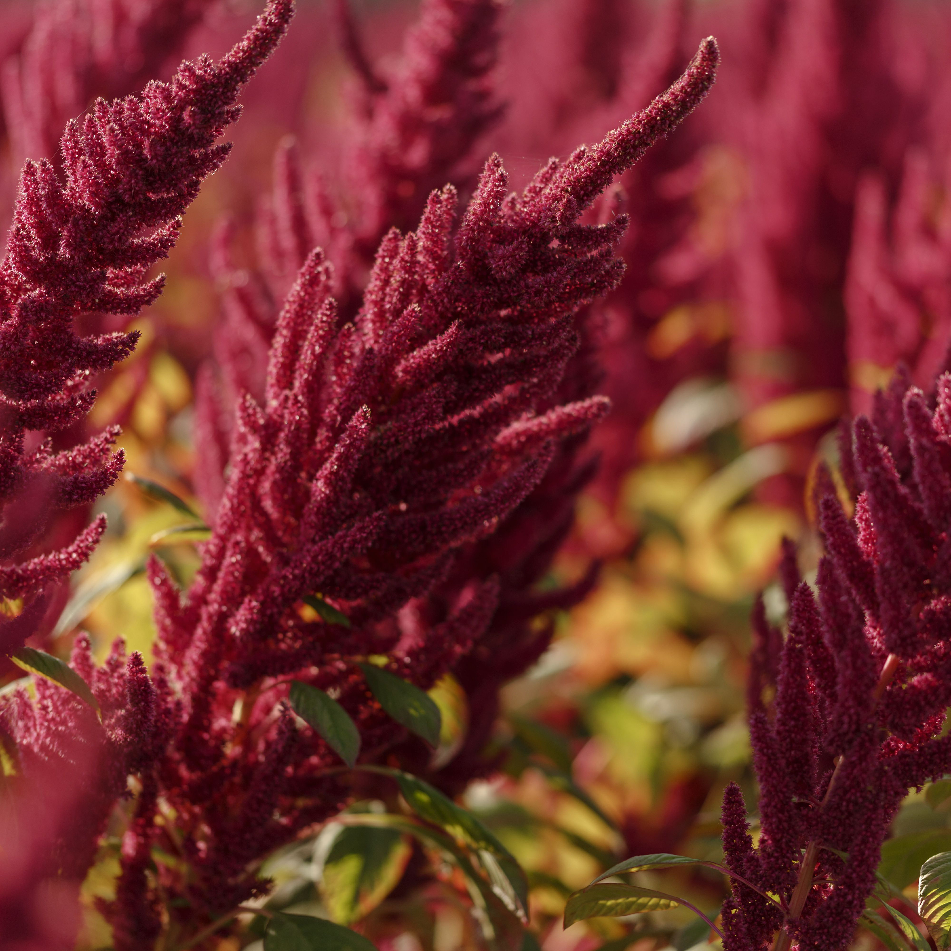 Ebern Designs Merrilie Field Of Amaranth - Print - Wayfair Canada