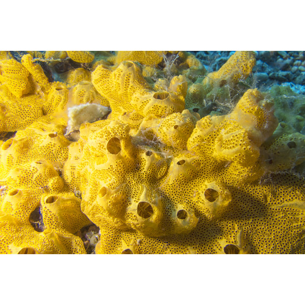 Highland Dunes Coral Reef with Great Yellow Sea Sponge in Tropical Sea ...
