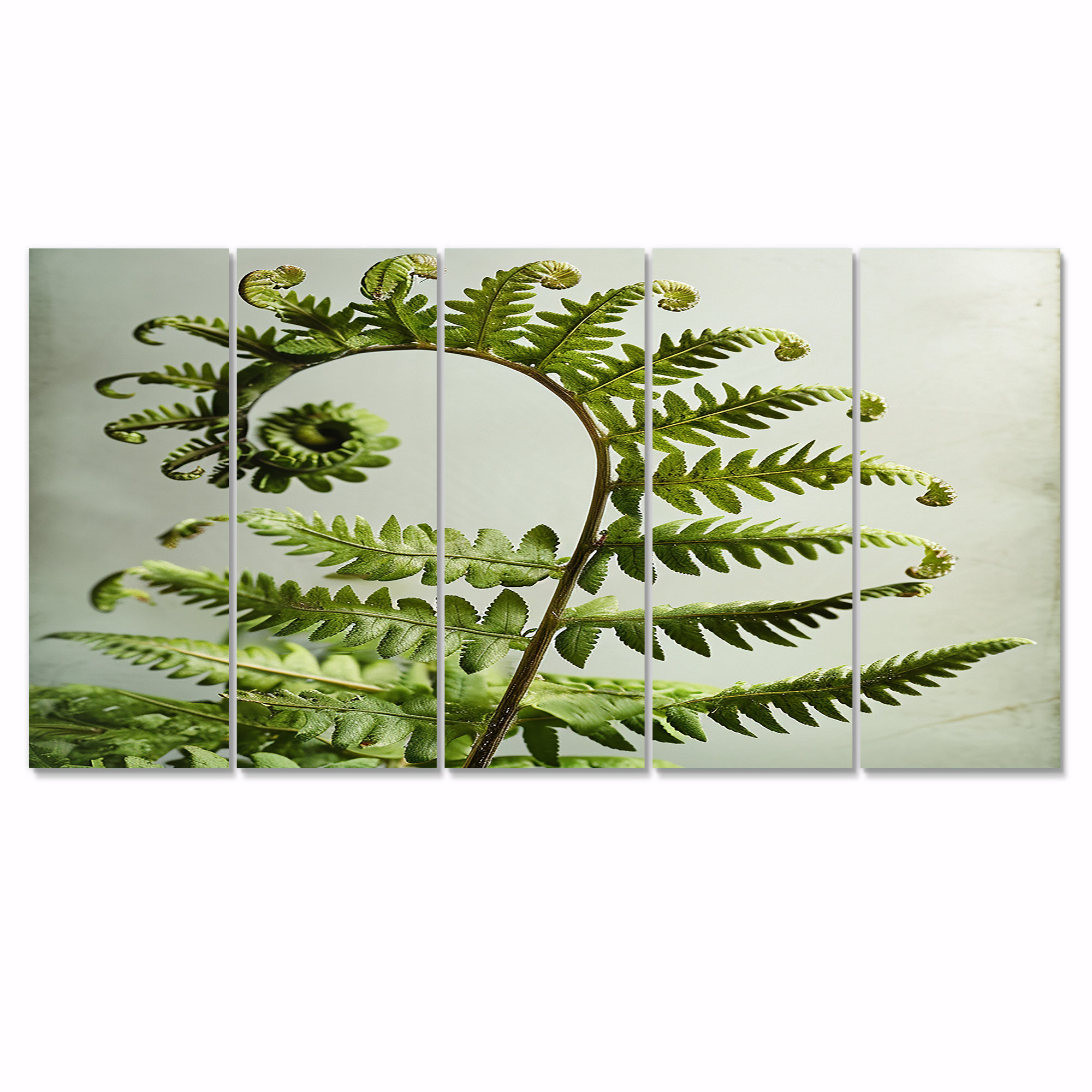 Design Art Green Spiral Fern - Ferns Wall Art Decor Set 5 Piece | Wayfair