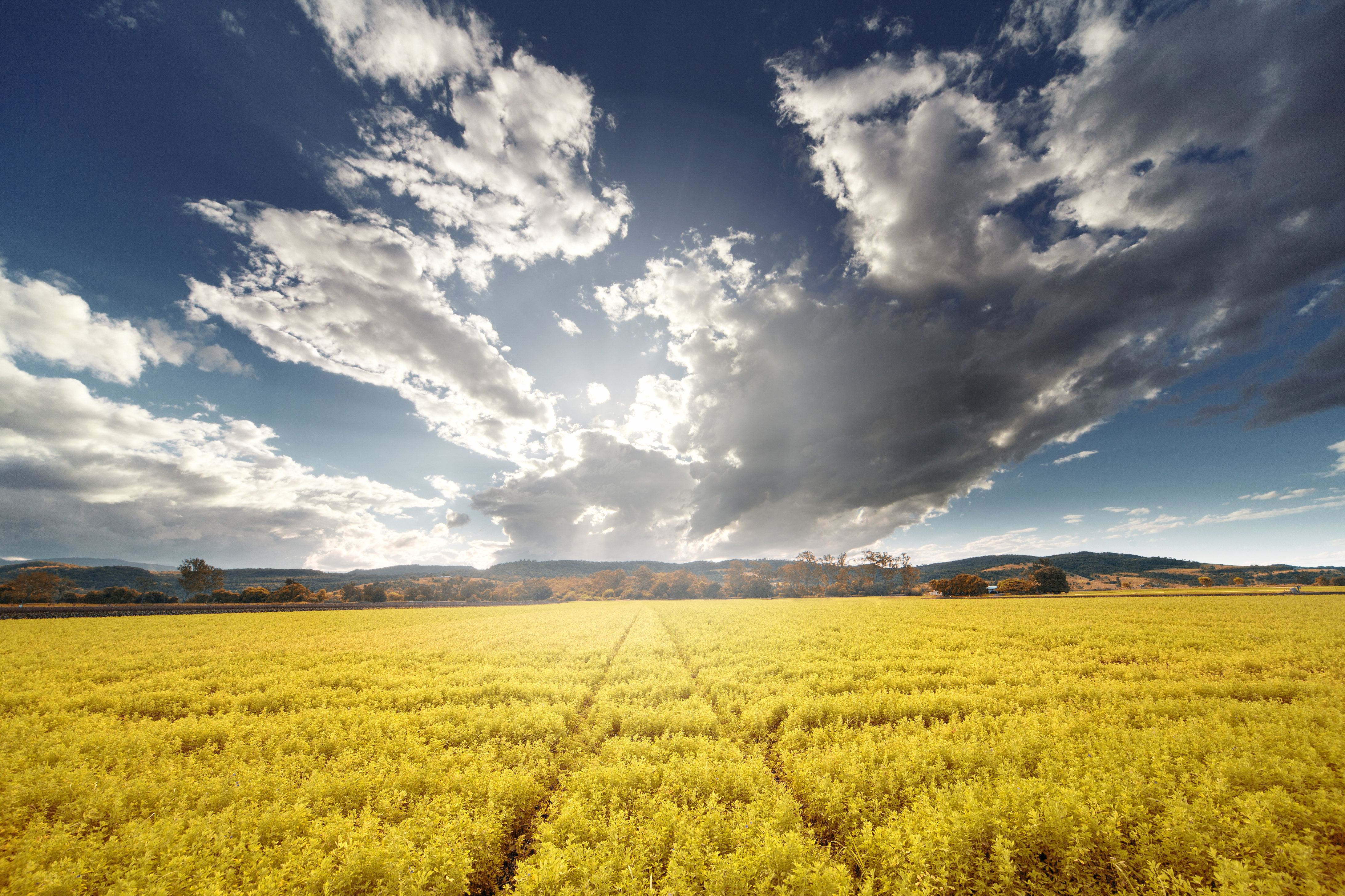 Latitude Run® Golden Field by Quirex - Wayfair Canada
