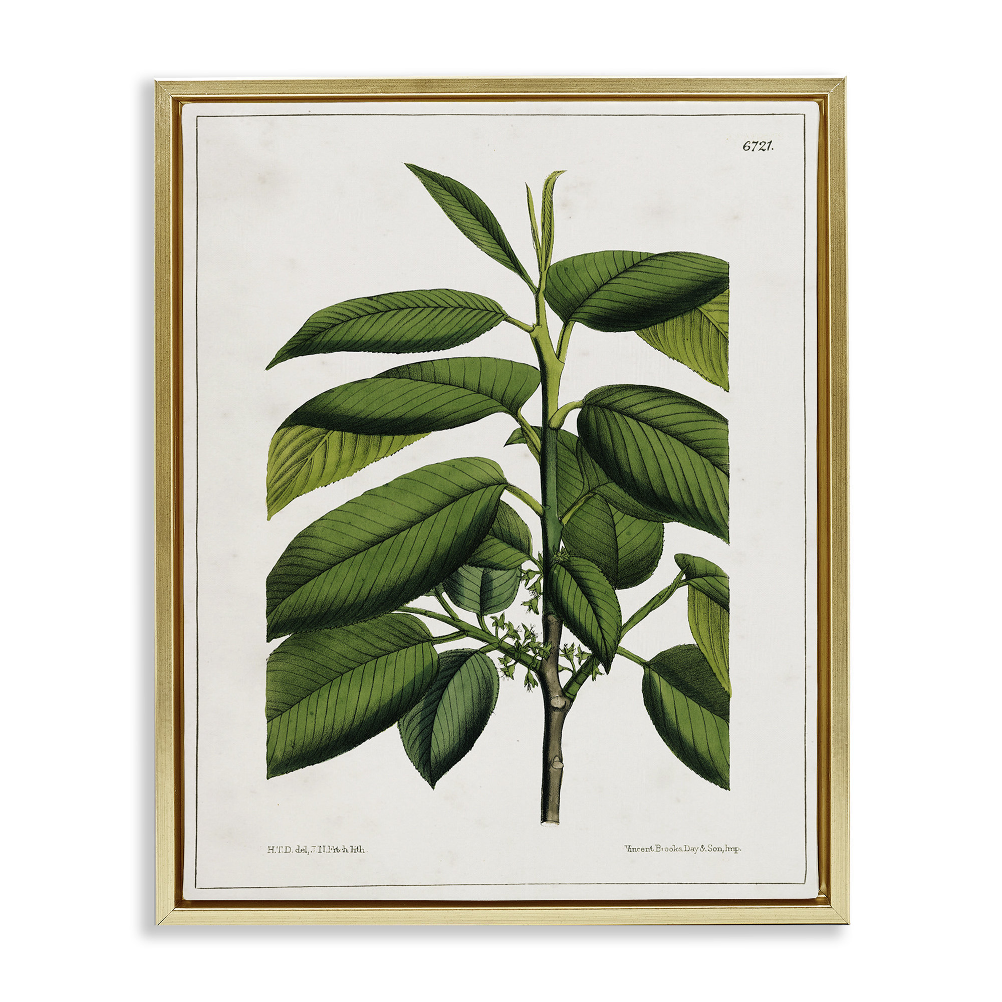 Latitude Run® Scientific Woodland Plant Canvas Wall Art by Tina Higgins ...