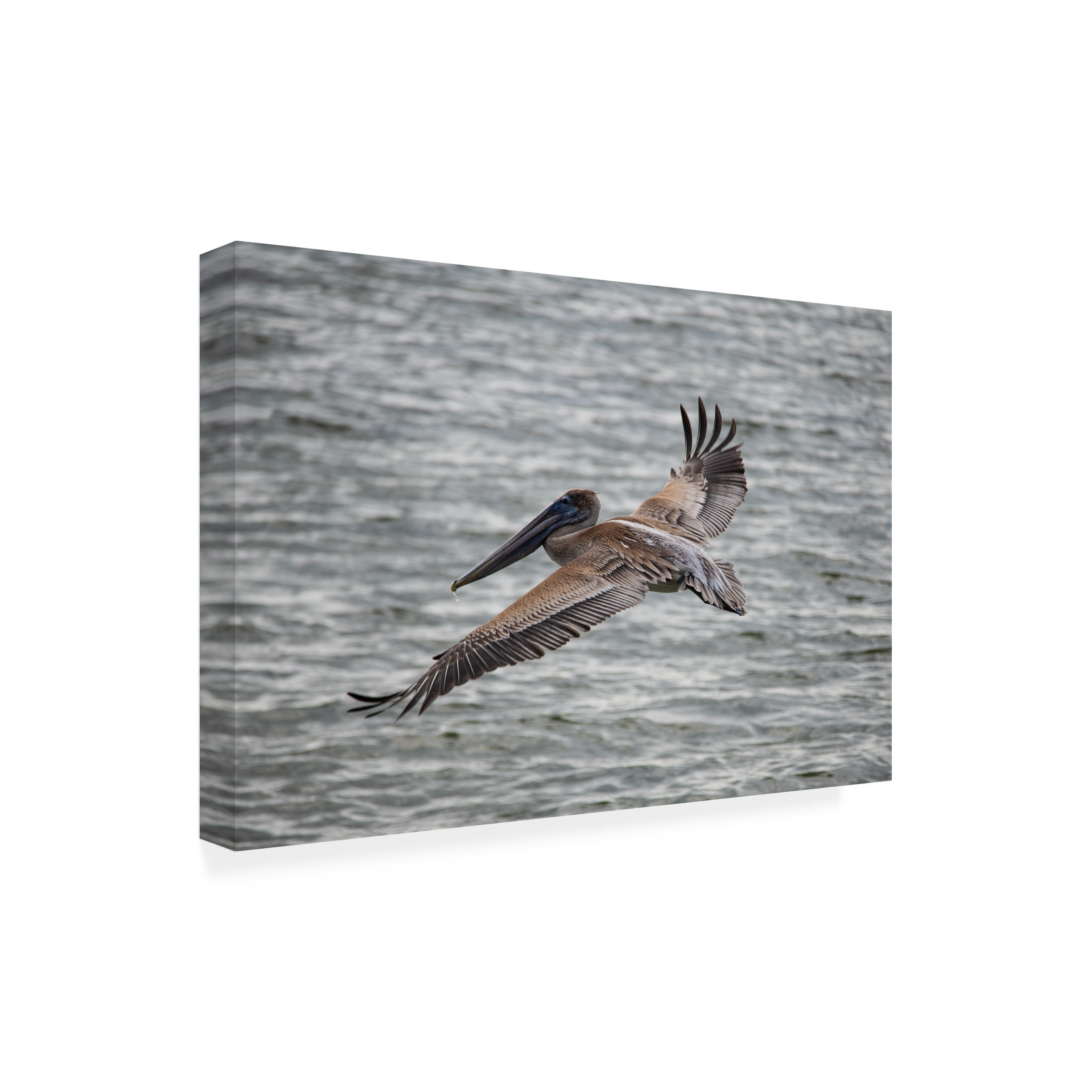 Rosecliff Heights Robert Michaud 'Pelican 2' Canvas Art - Wayfair Canada