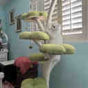 FKWin 5'11" H Tall Cat Tree Flower Shape Scratching Post Cat Tower ...