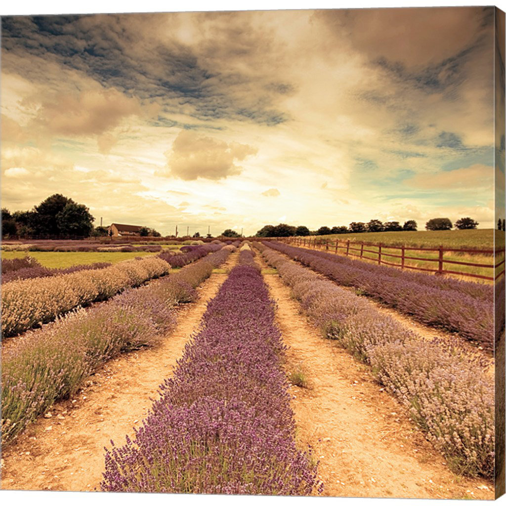 Ophelia & Co. Lavender Fields Forever by Keri Bevan - Wrapped Canvas ...