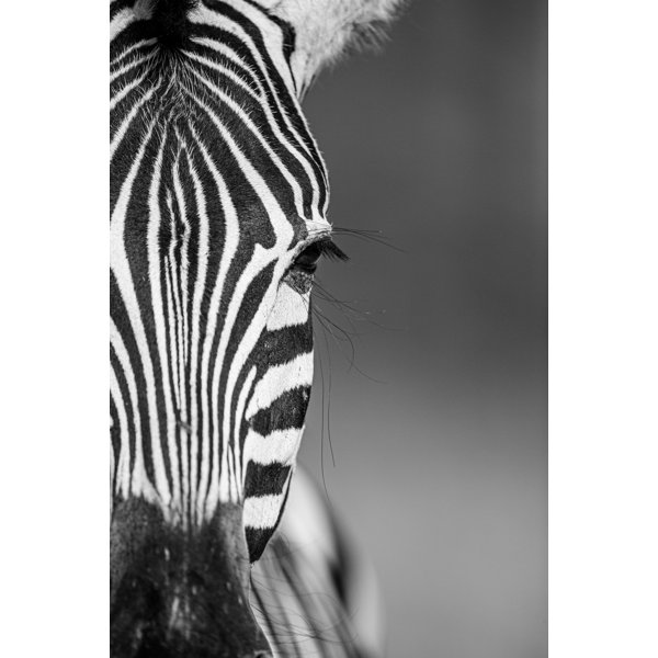 Hokku Designs Burchell's Zebra | Wayfair