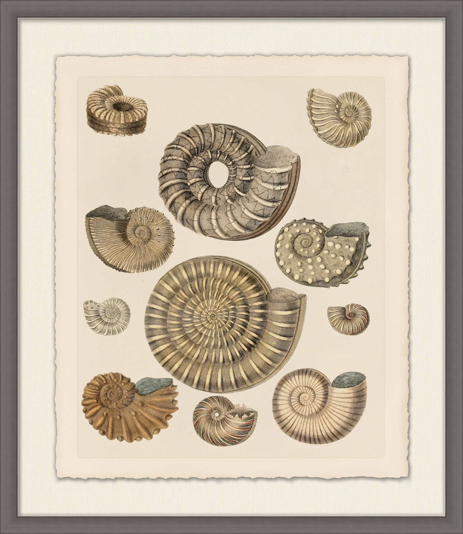 Wendover Art Group Khaki Shell Study 2 - Floater Frame Painting on ...