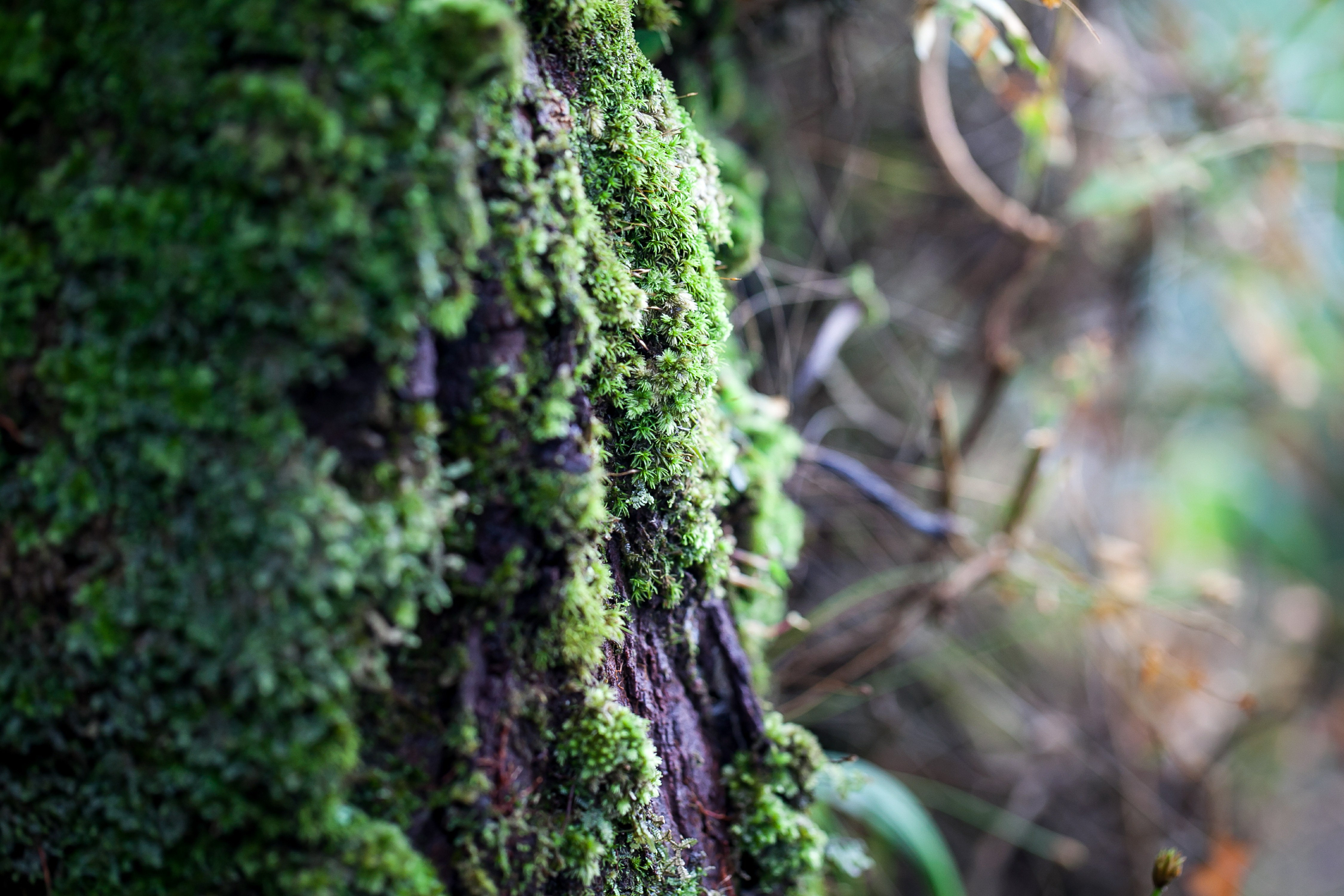 Millwood Pines Mossy Tree in Forest by Yokeetod - Wrapped Canvas ...