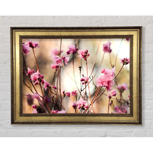 Bright Star Spring Teasers - Single Picture Frame Art Prints | Wayfair ...