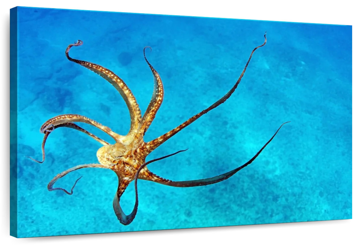 Ebern Designs Brampt Wild Octopus Tentacles - Wayfair Canada