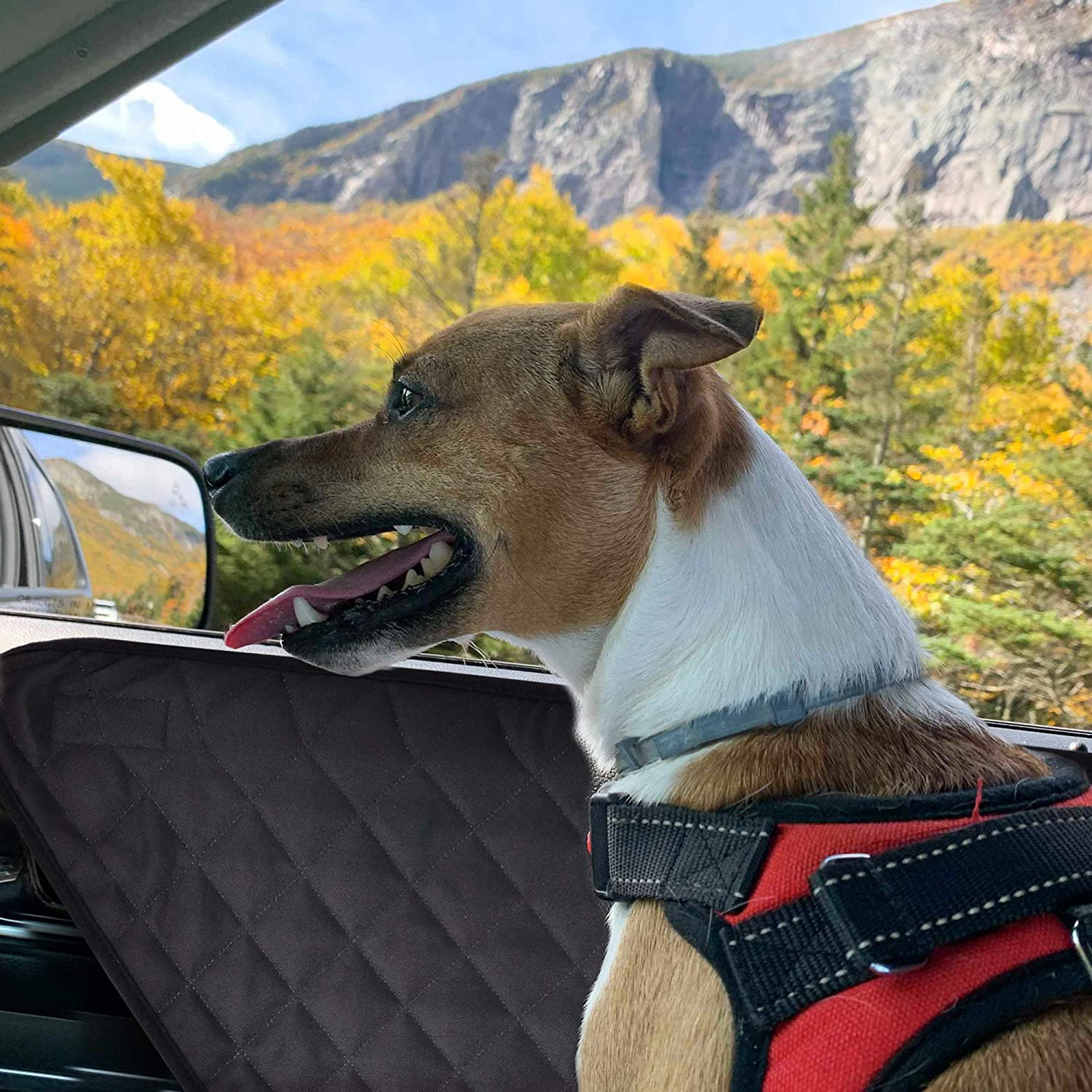 Tucker Murphy Pet™ Westerly Bed Cover | Wayfair