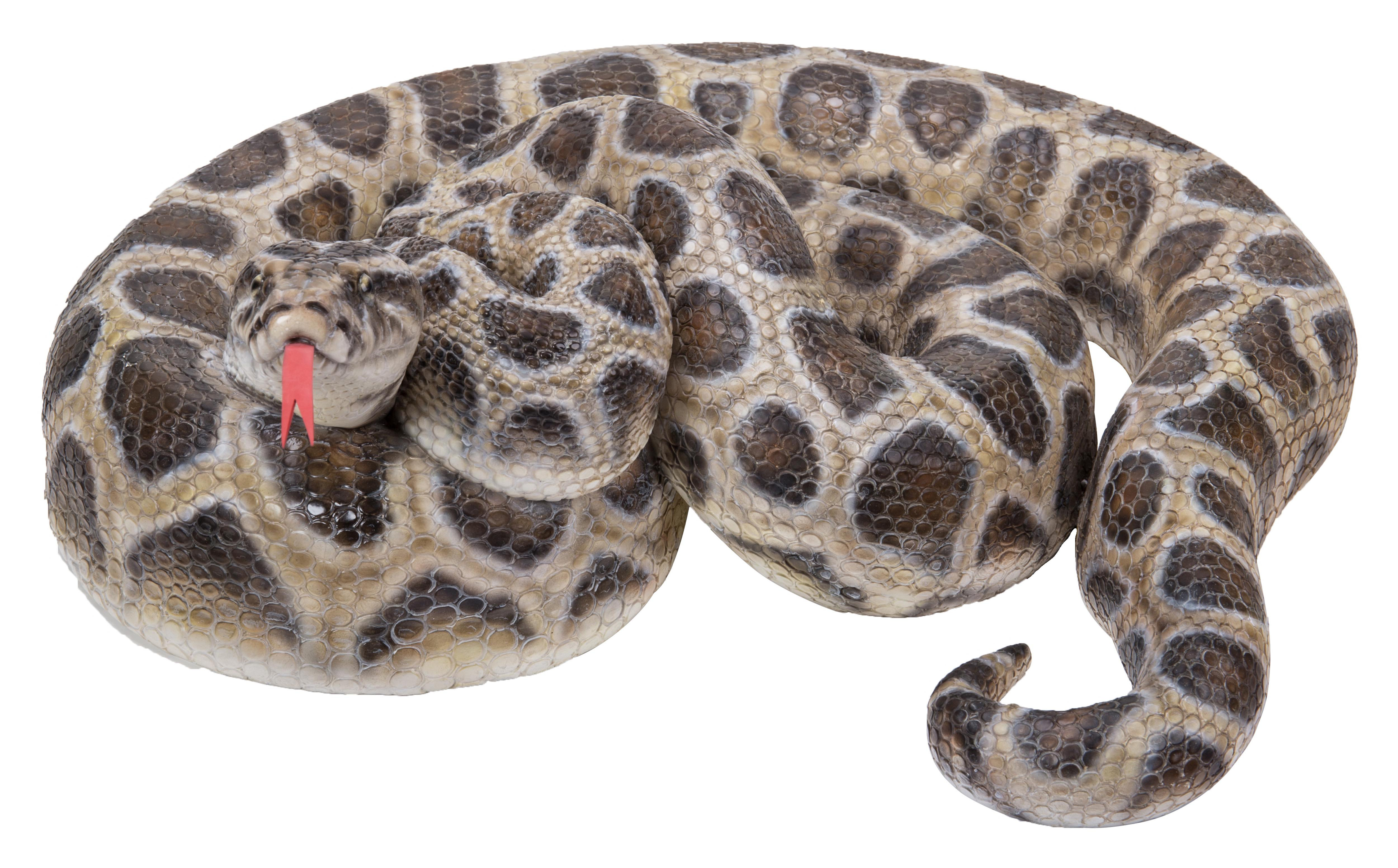 Hi-Line Gift Ltd. CURLED UP PYTHON STATUE | Wayfair