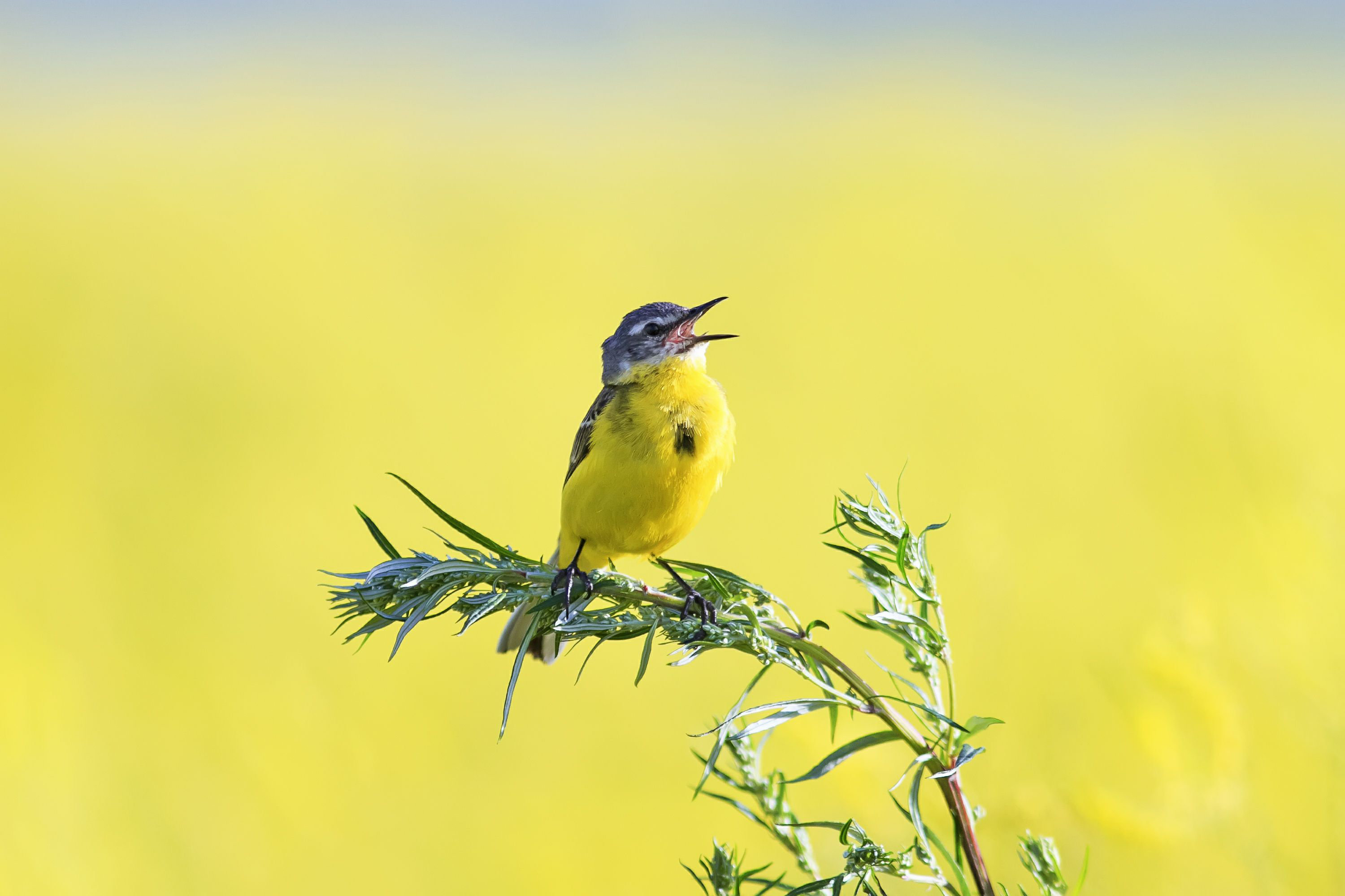 Ebern Designs Lashawnna Bird Singing In Meadow by - Wrapped Canvas ...